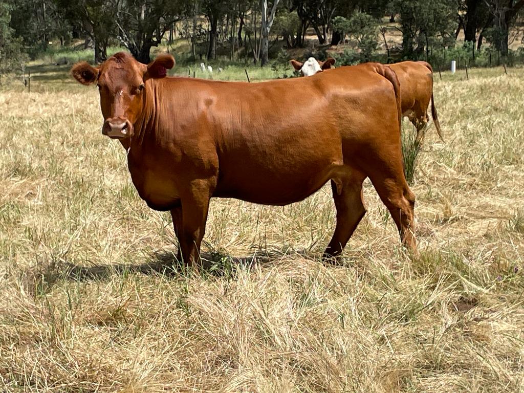 The Herd Online | 58 PTIC Composite Cows For Sale