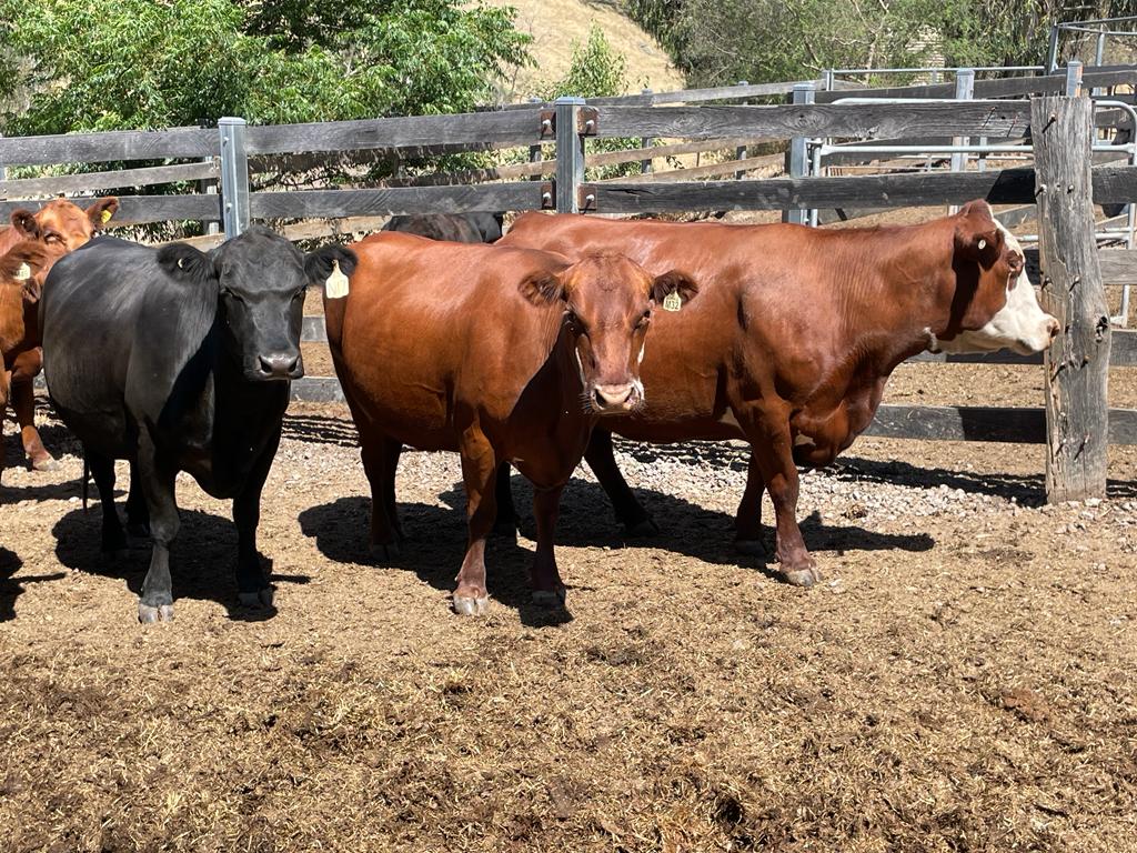 The Herd Online | 58 PTIC Composite Cows For Sale