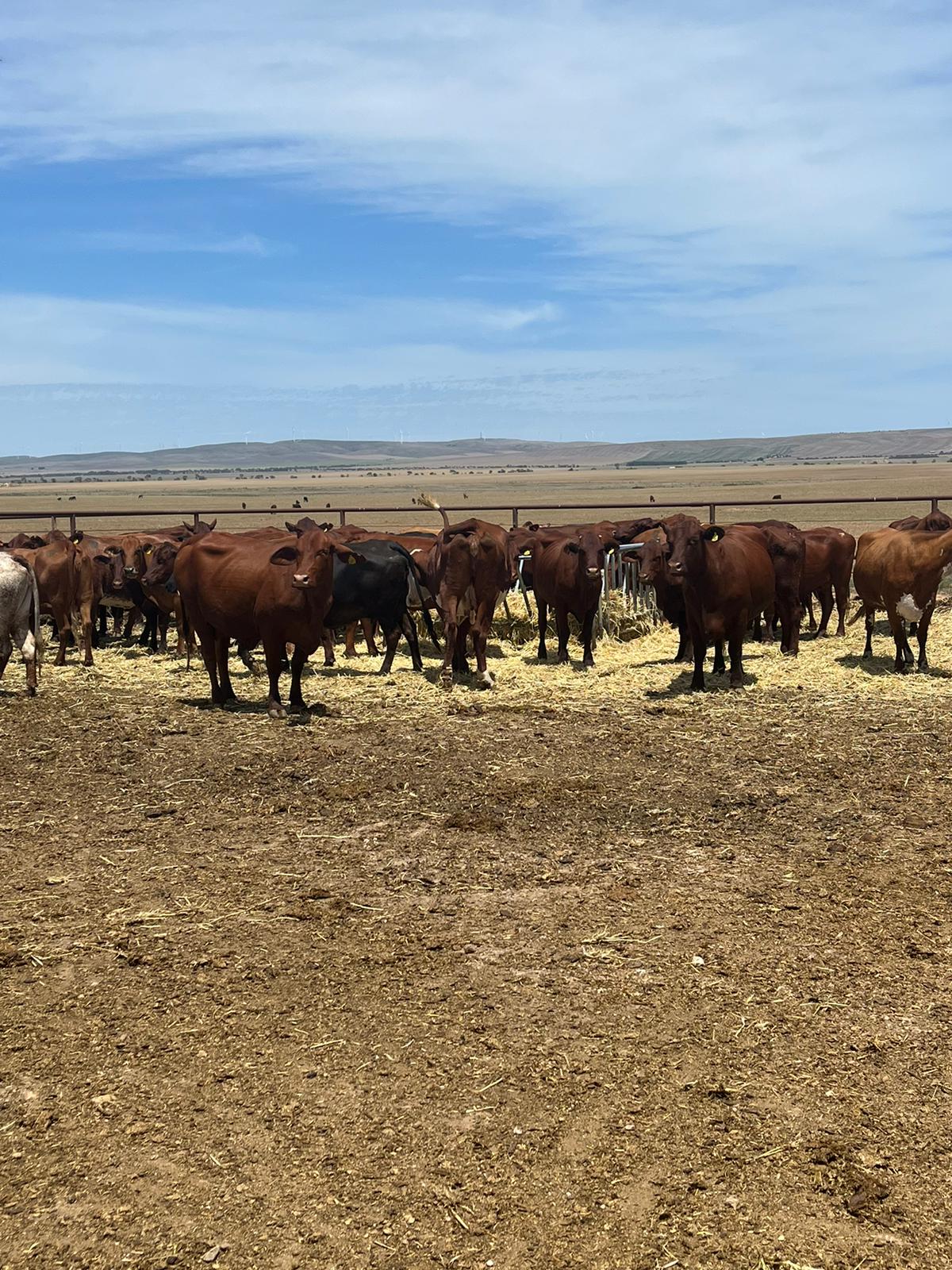 The Herd Online | 50 Cows and Calves / PTIC For Sale