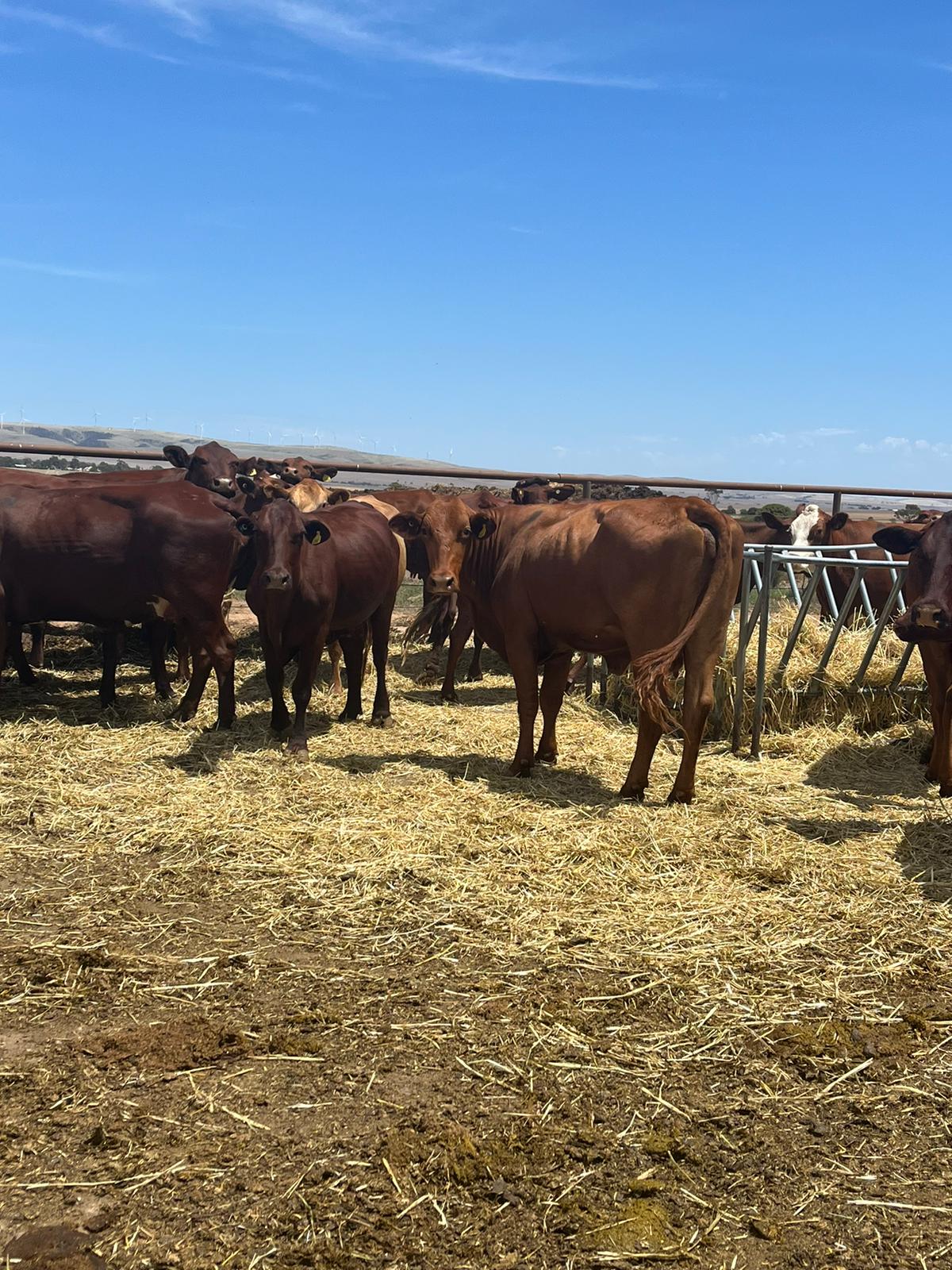 The Herd Online | 50 Cows and Calves / PTIC For Sale