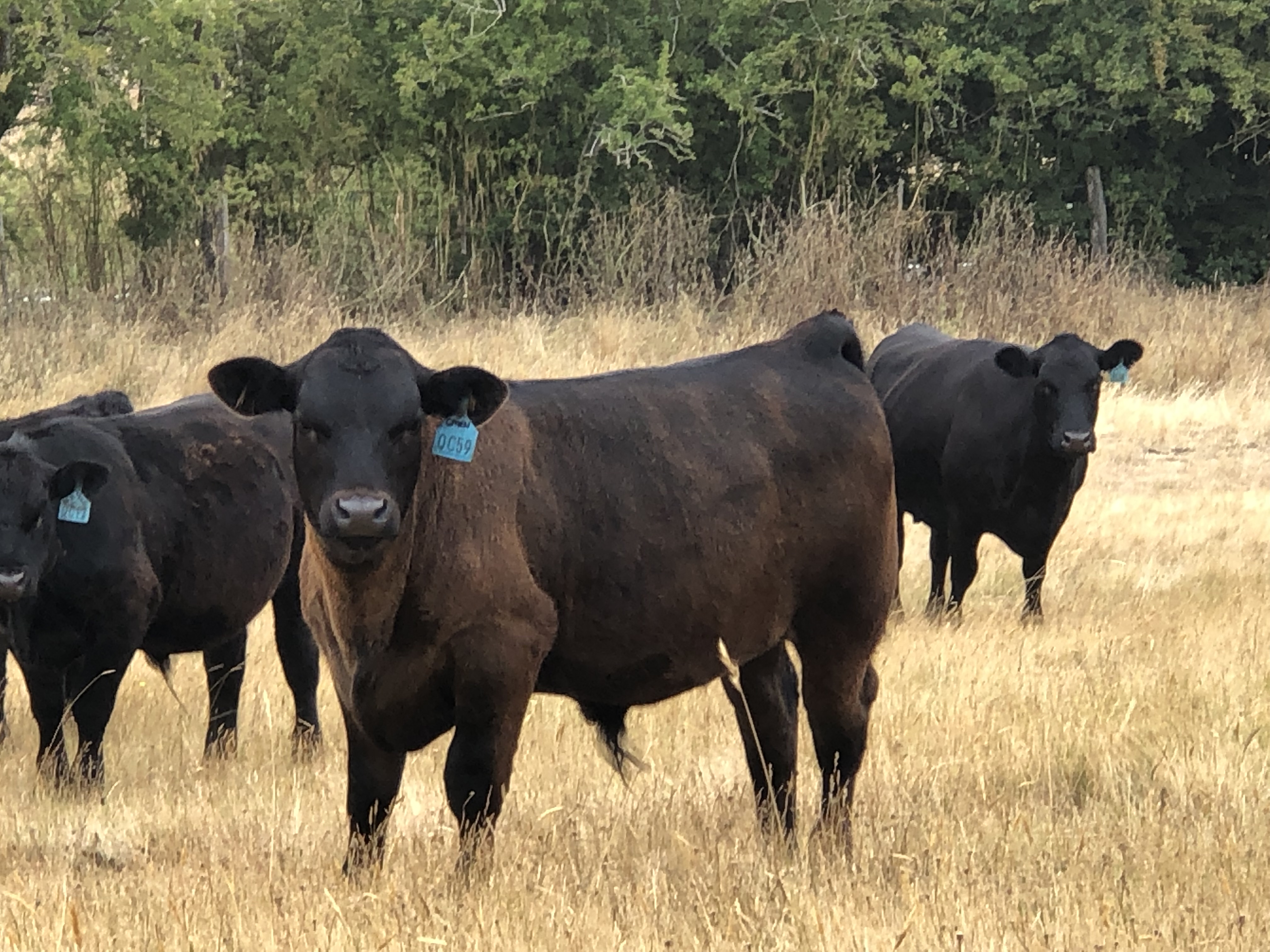 The Herd Online | 50 Young Cows & Calves For Sale - Potential 3in1 ...