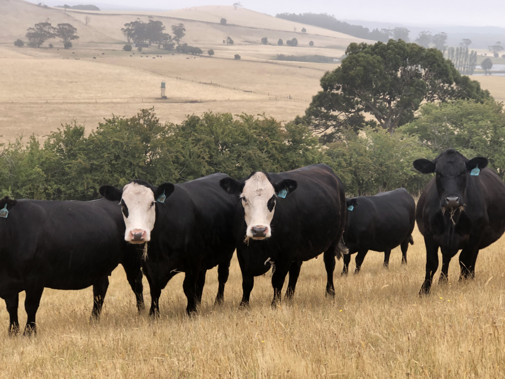 The Herd Online | 50 Young Cows & Calves For Sale - Potential 3in1 ...