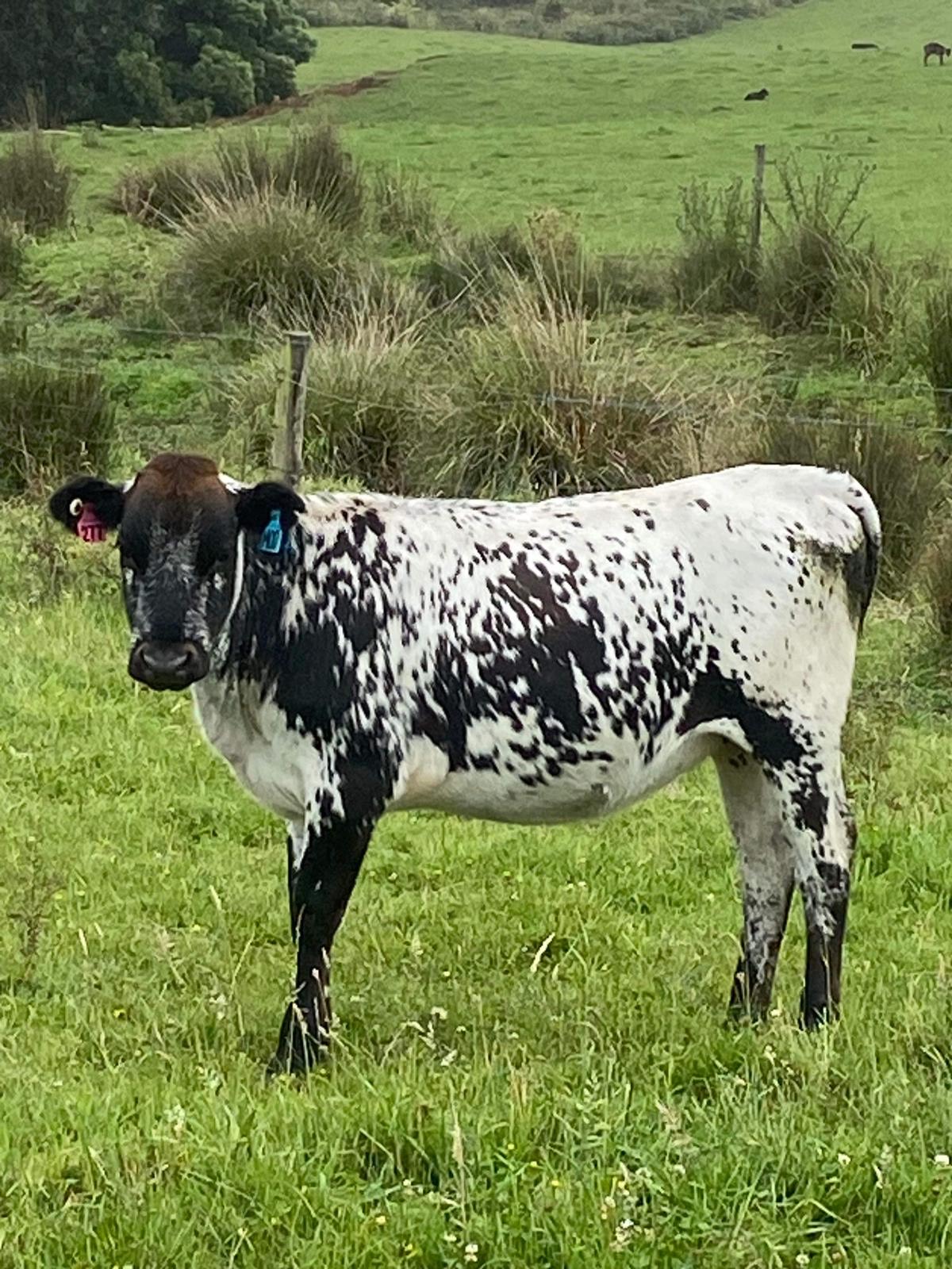 The Herd Online | 3 SPECKLE PARK HEIFERS FOR SALE
