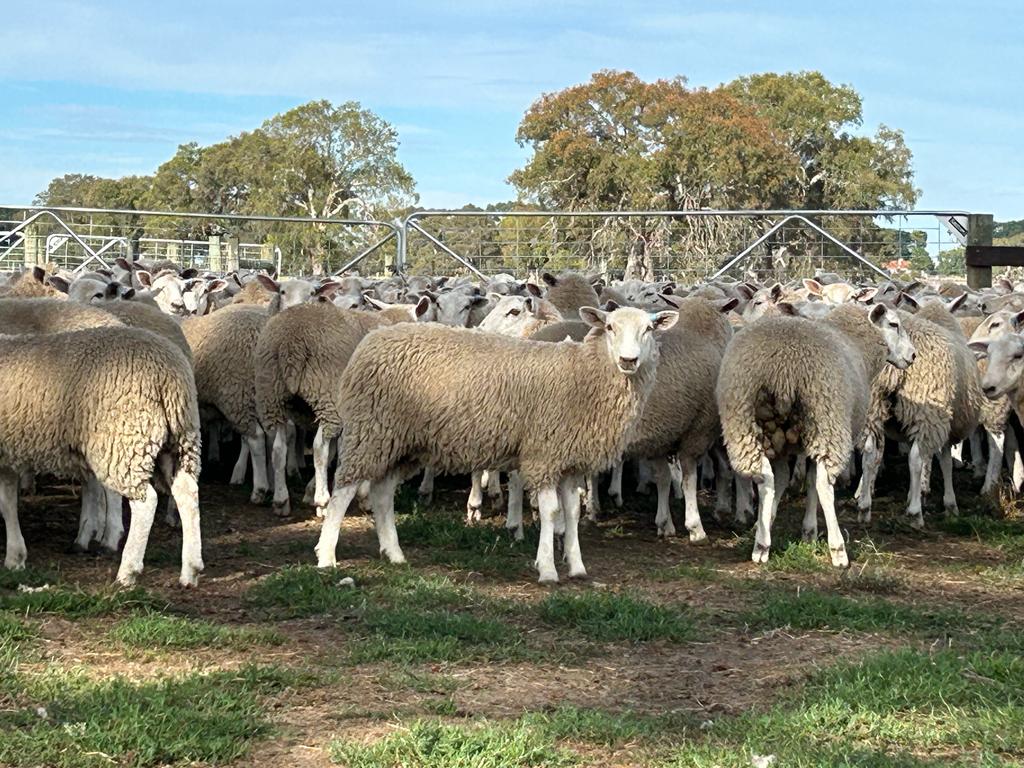 The Herd Online | 640 Primeline/Primeline Ewe Lambs For Sale