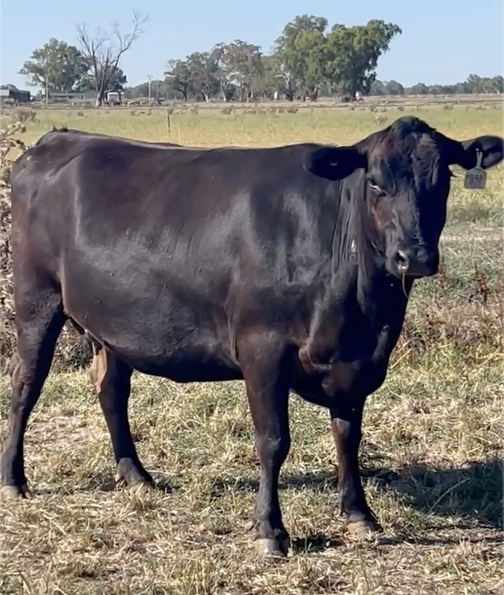 The Herd Online | 21 Angus Cross Cows For Sale - See Video