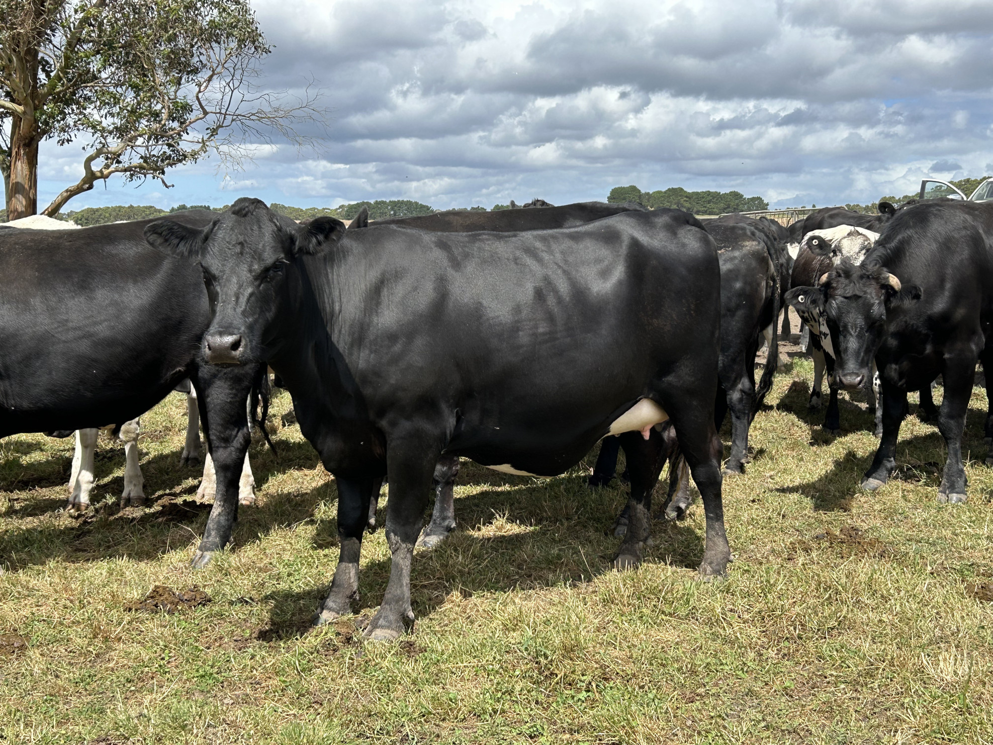 The Herd Online | 23 Springing F1 Heifers