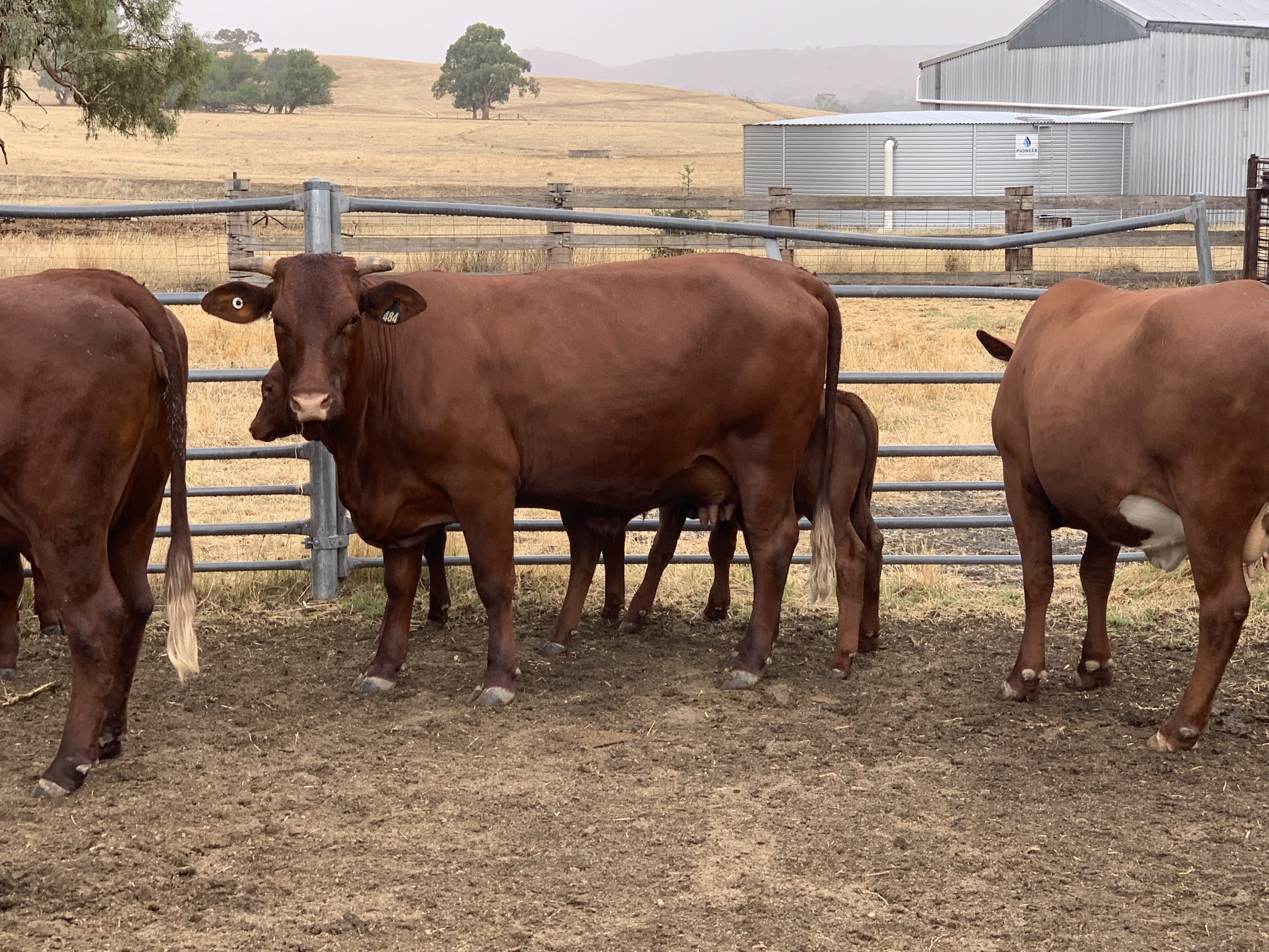 The Herd Online | 3x3 Santa Cows & Calves