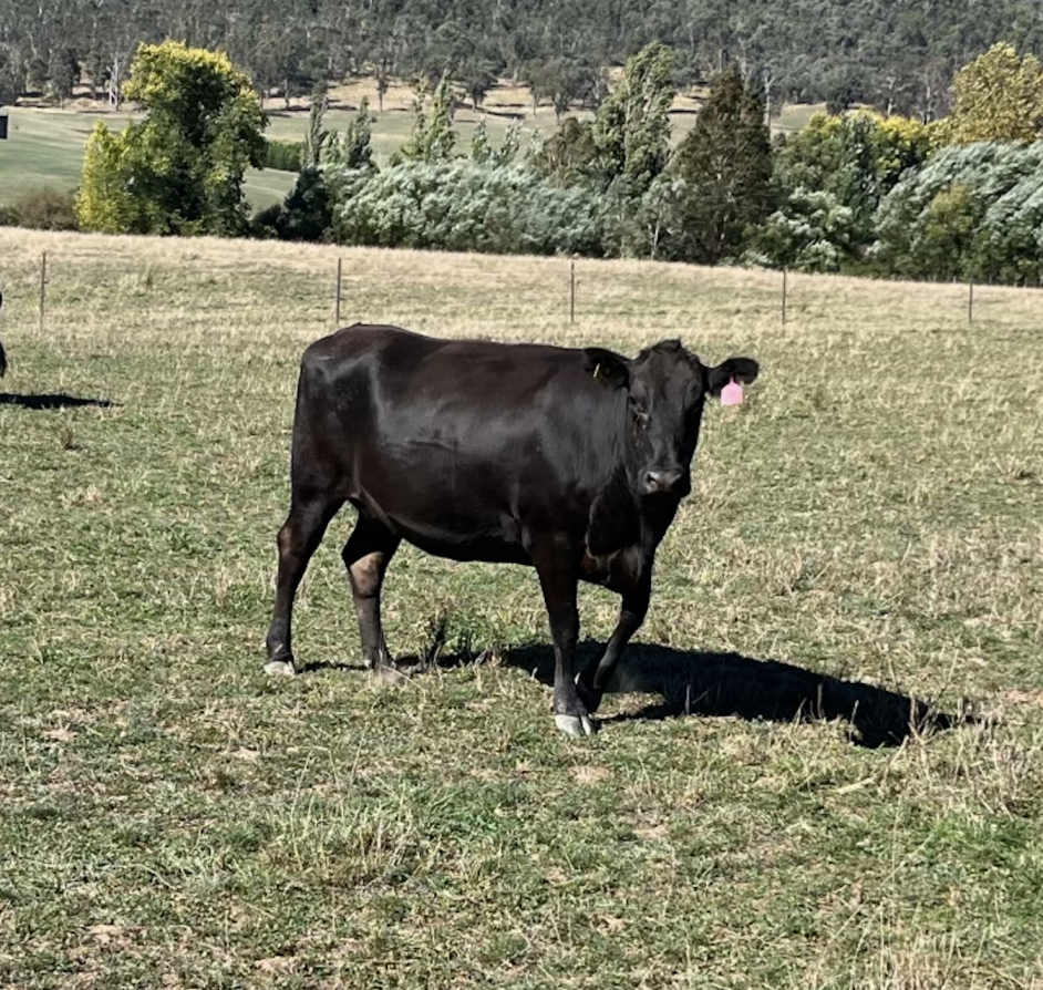 The Herd Online | 38 PTIC F1 Wagyu x Angus Cows For Sale