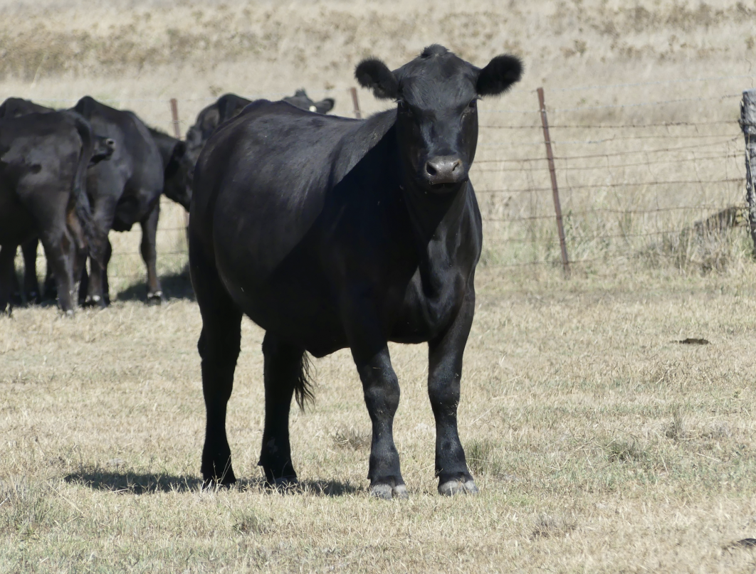 The Herd Online | 464 Angus & Black Baldy Heifers For Sale. PTIC & Joined!