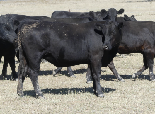 The Herd Online | 464 Angus & Black Baldy Heifers For Sale. PTIC & Joined!