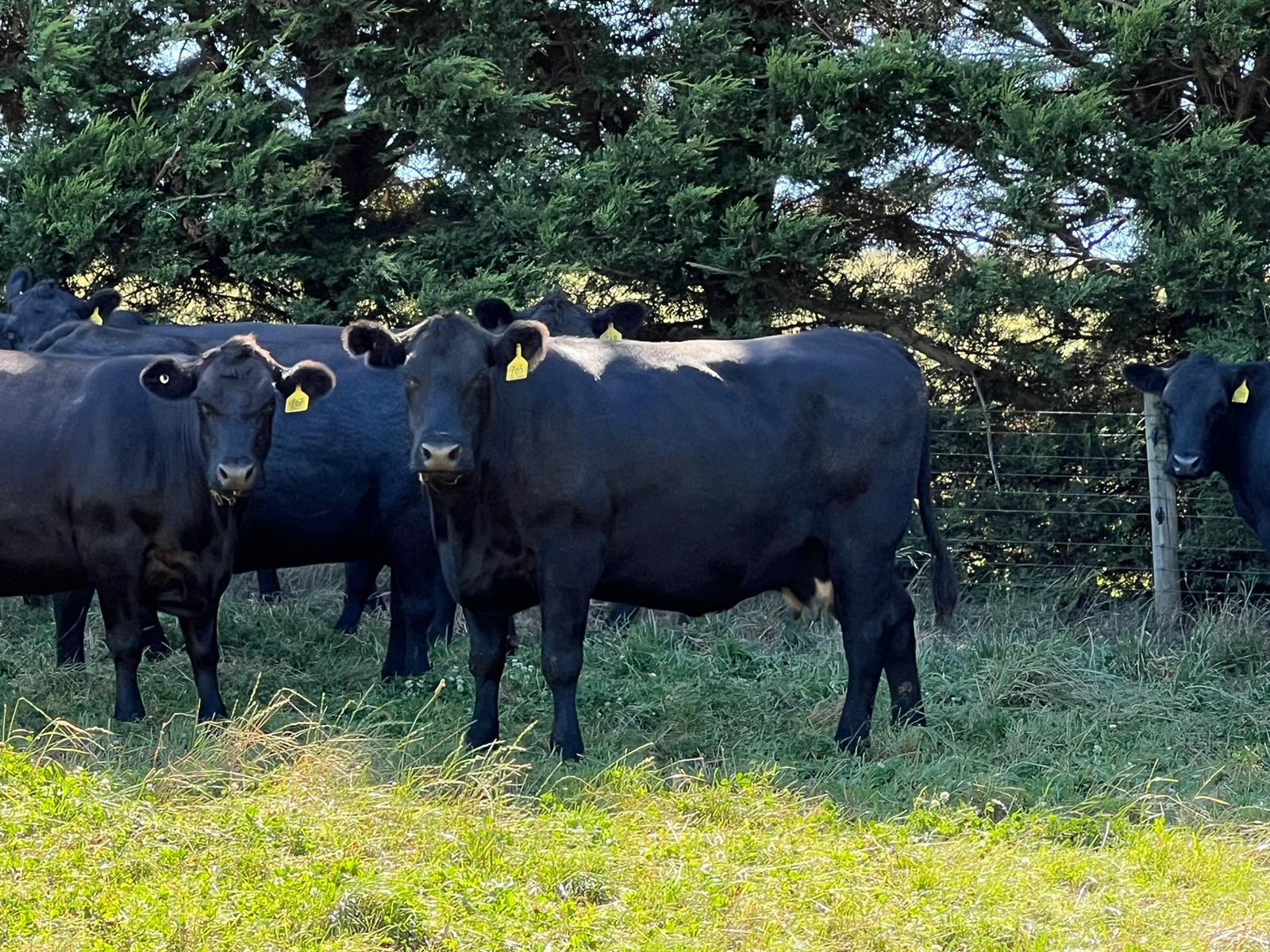 The Herd Online | Home