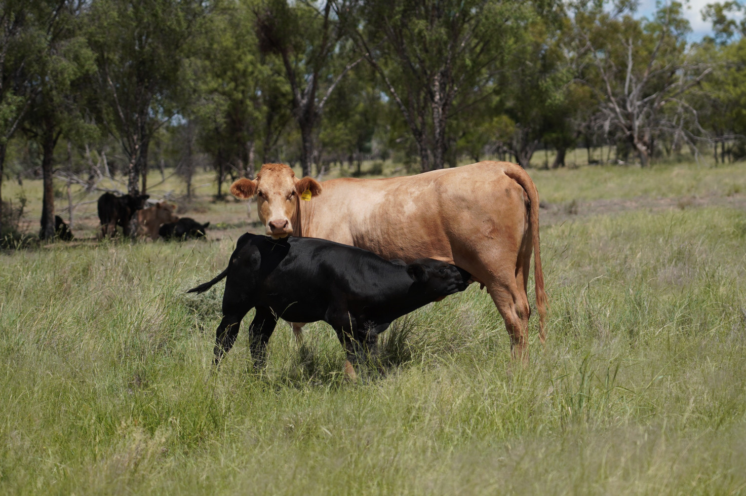 The Herd Online | Home