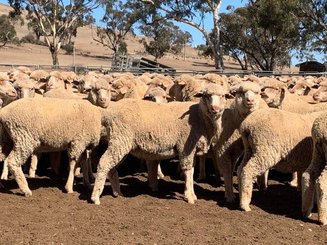 The Herd Online | 860 M/J 2023 Drop Merino Ewe Lambs For Sale