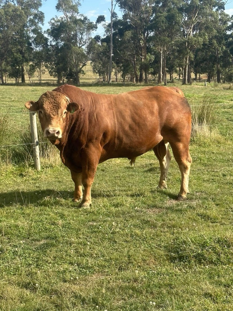 The Herd Online | 1 Limousin Bull For Sale