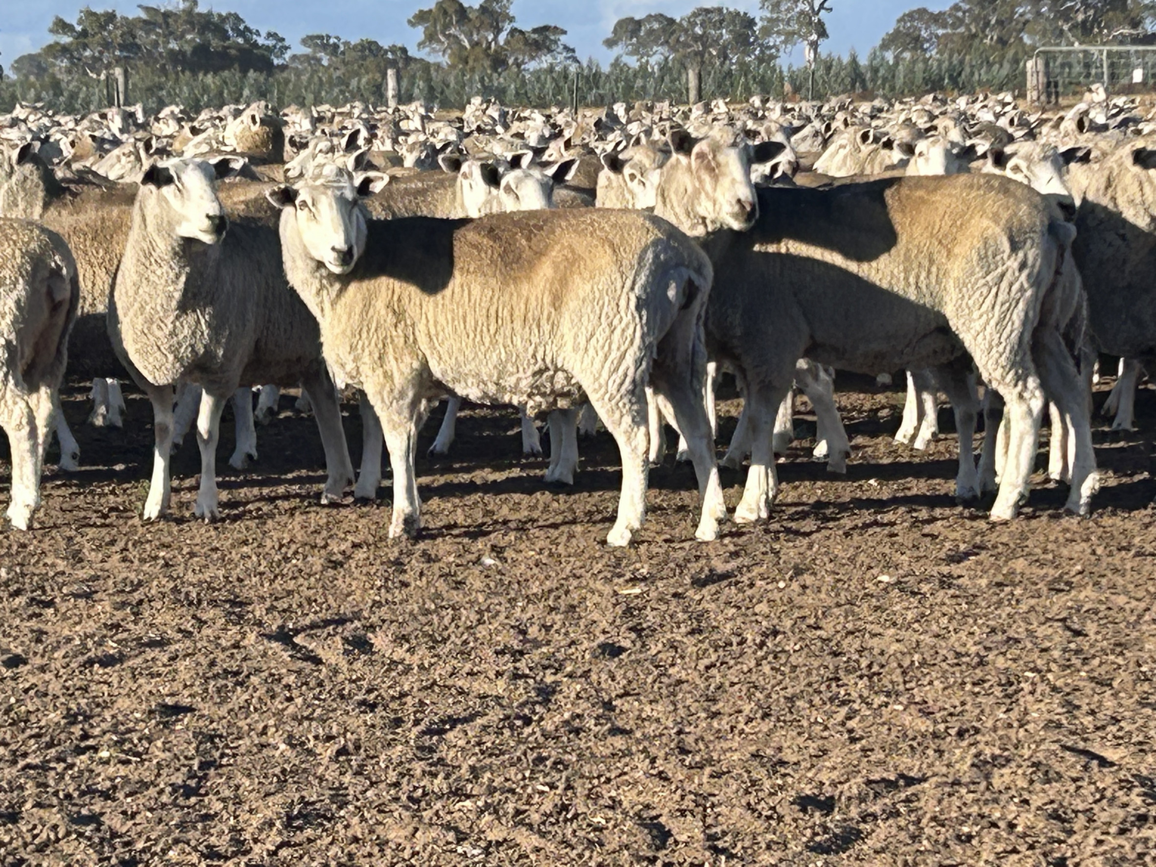 The Herd Online | Home