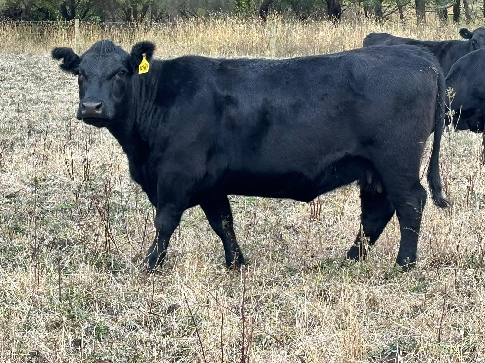 The Herd Online | 22 PTIC Young Angus Cows For Sale