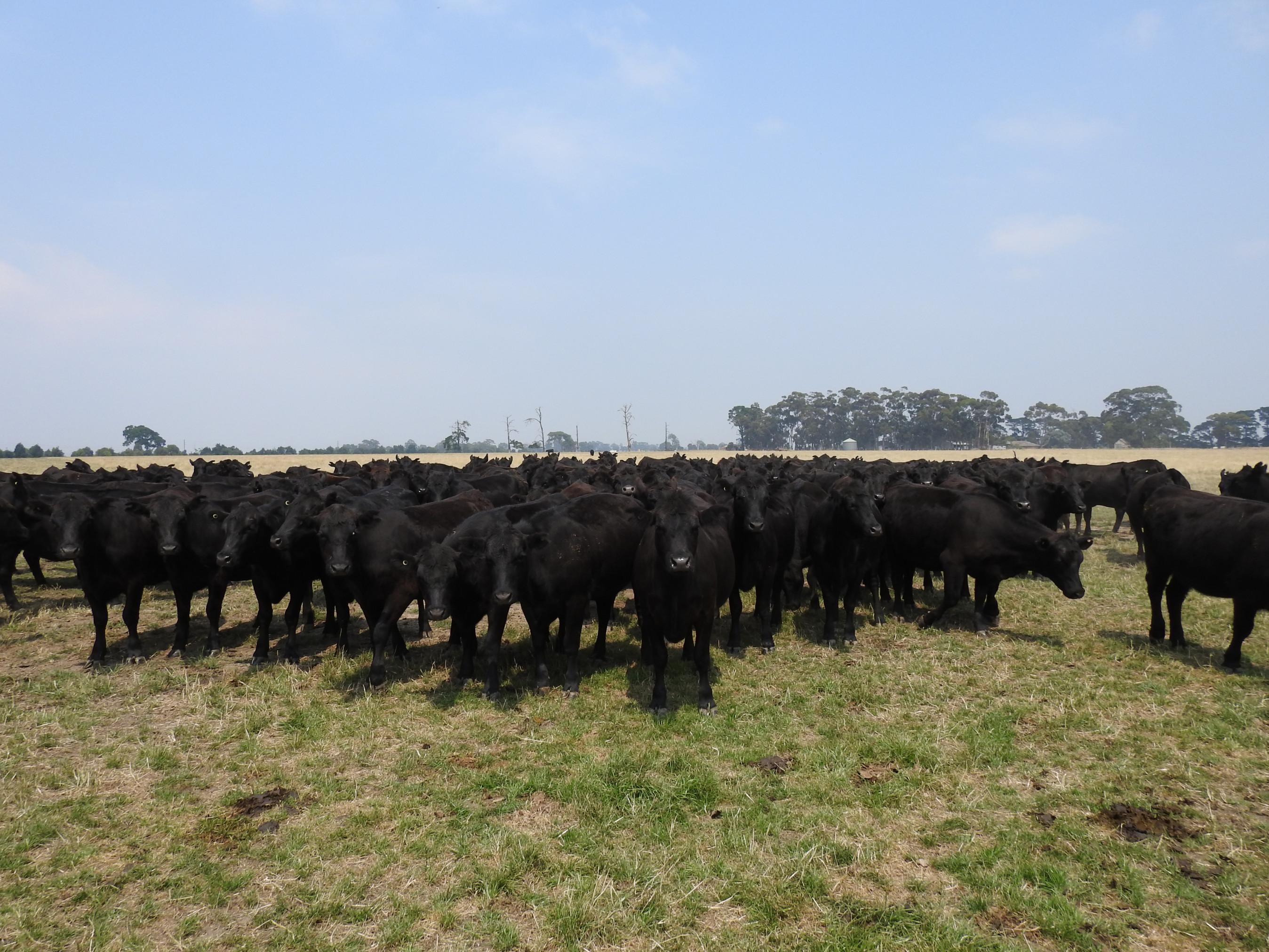The Herd Online | 100 PTIC Angus Heifers For Sale