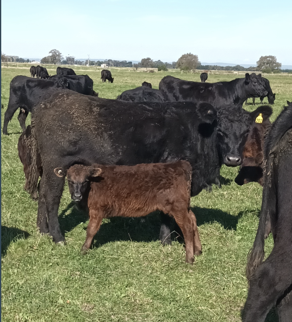 The Herd Online | 44 x 44 ANGUS COWS & CALVES