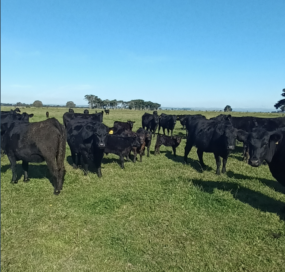 The Herd Online | 44 x 44 ANGUS COWS & CALVES