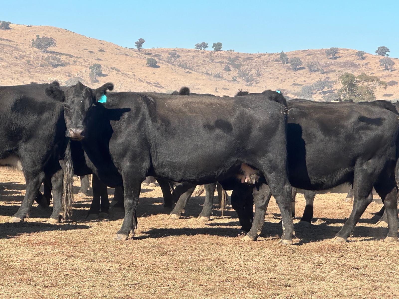 The Herd Online | 131 PTIC EU Angus/BB Cows For Sale