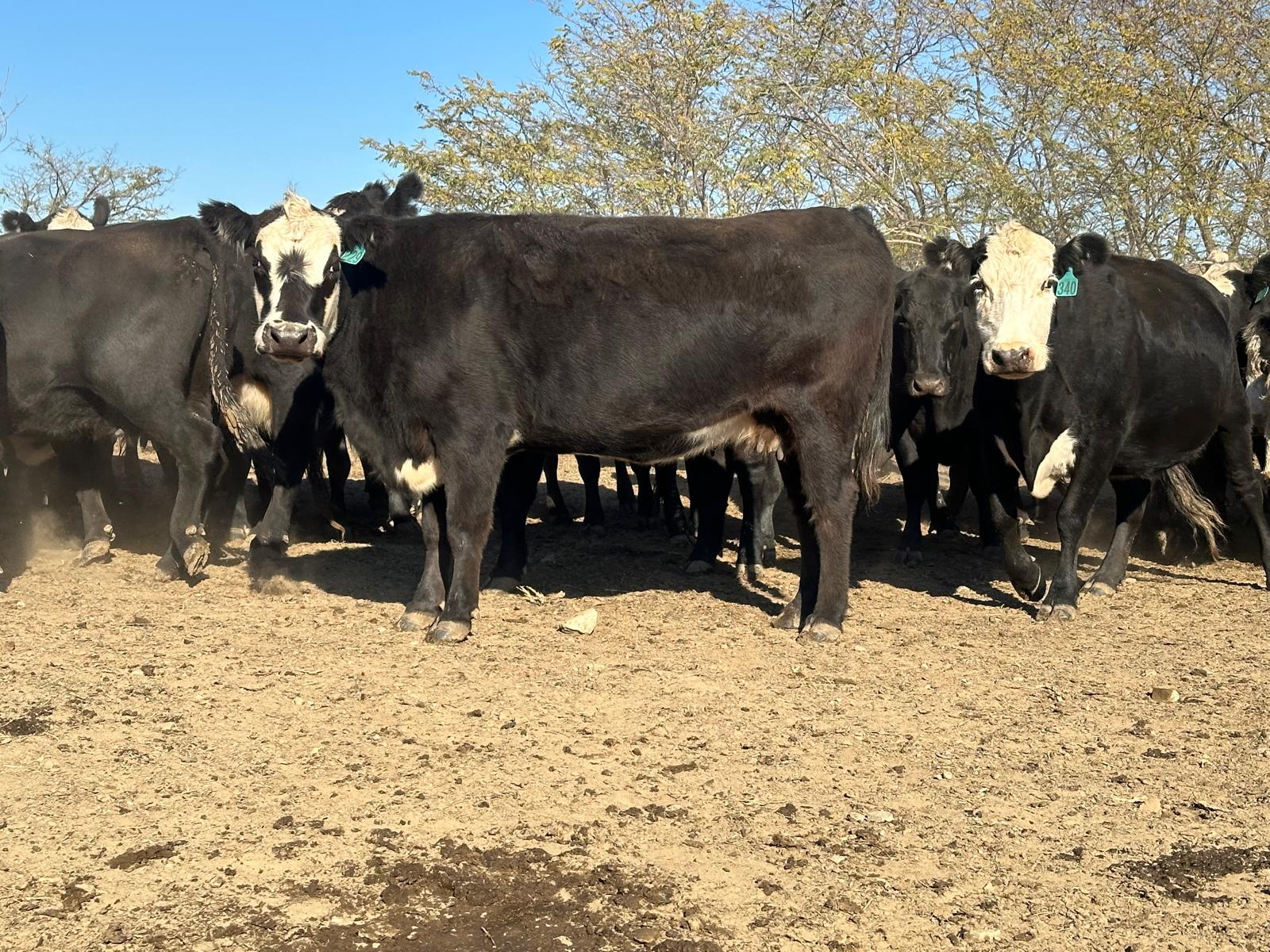 The Herd Online | 131 PTIC EU Angus/BB Cows For Sale