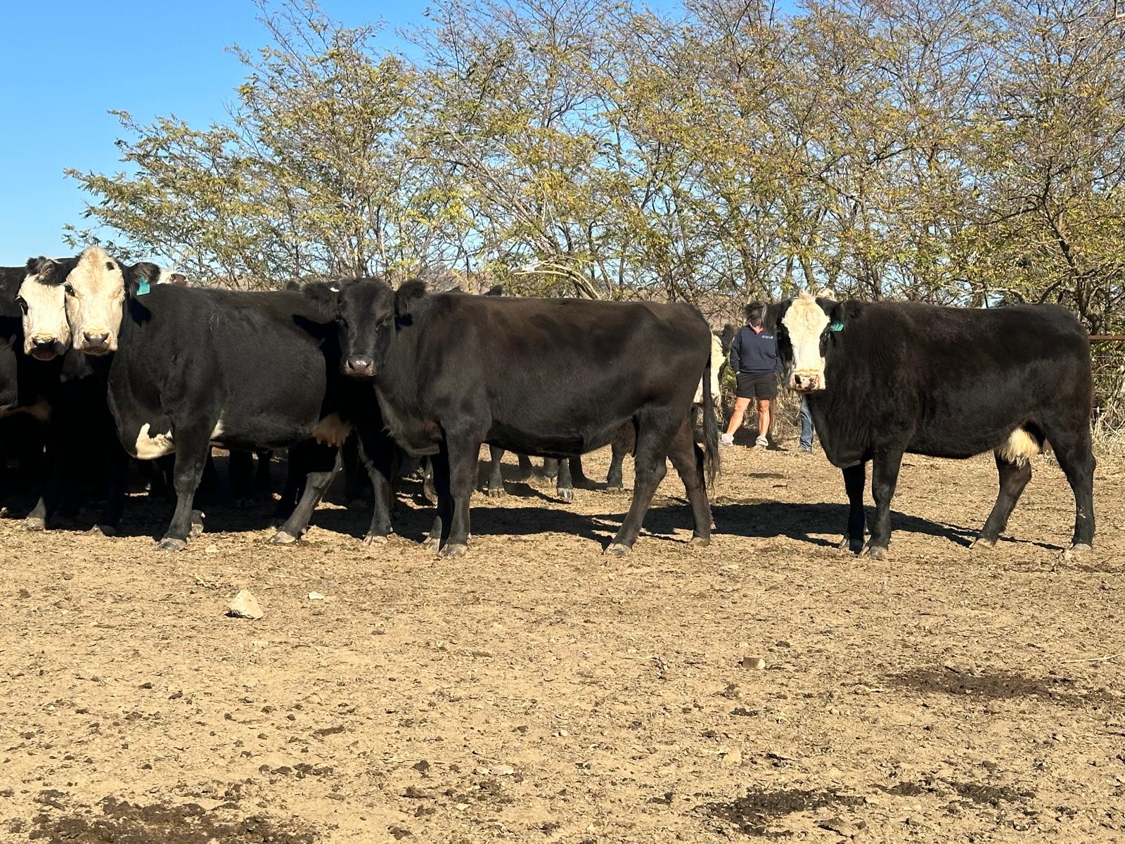 The Herd Online | 131 PTIC EU Angus/BB Cows For Sale