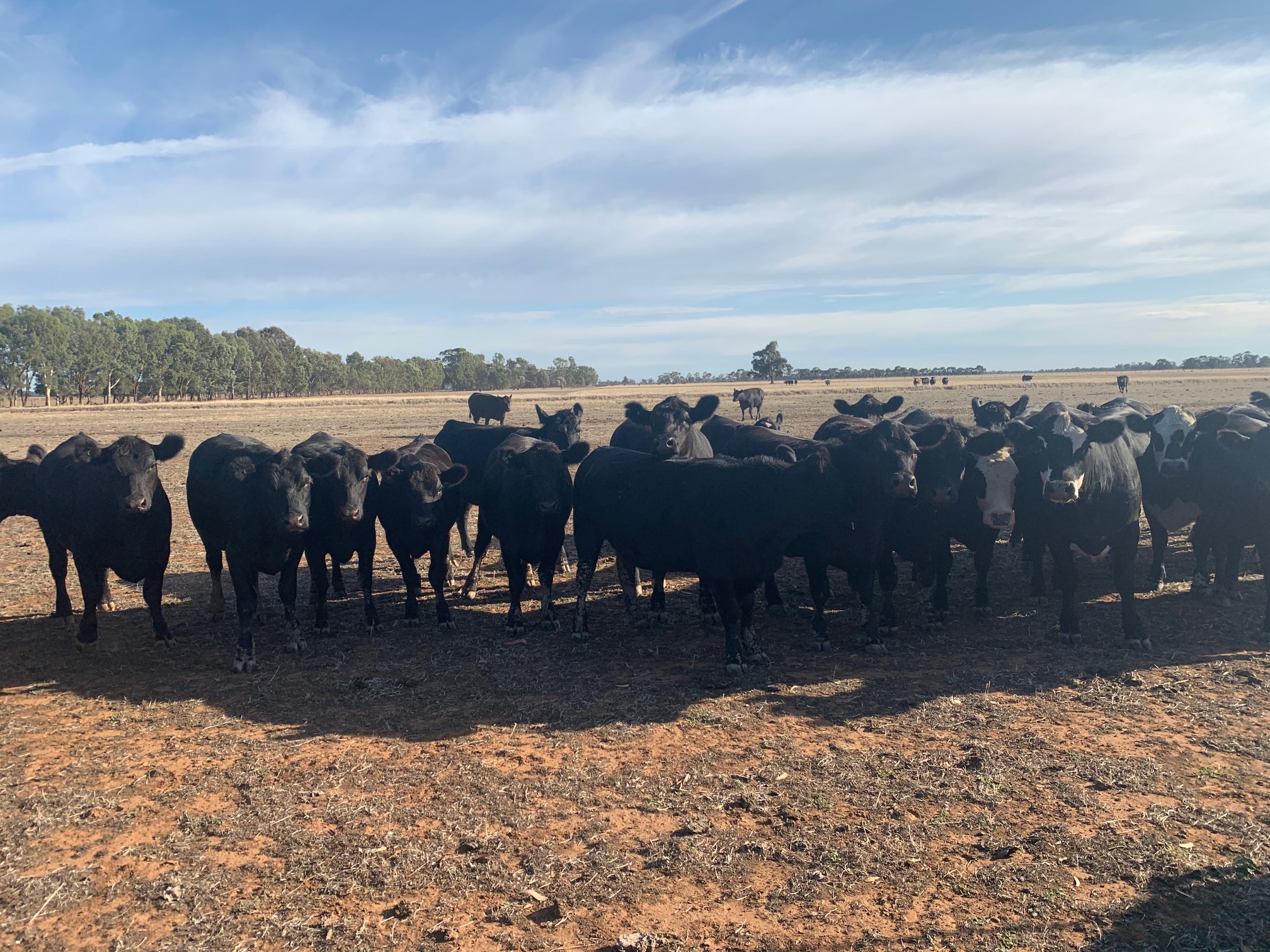 The Herd Online | 120 Angus and Angus Cross Heifers