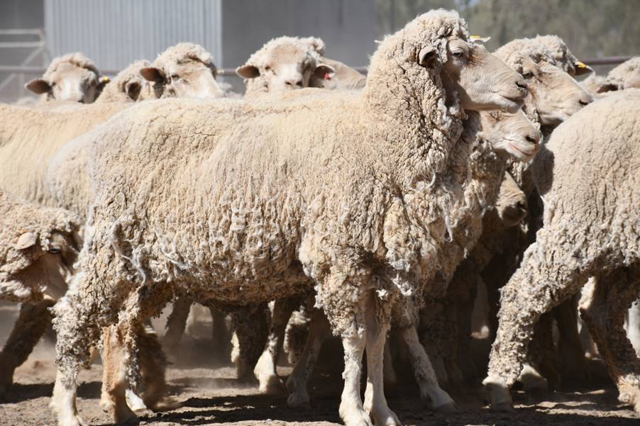 The Herd Online | 1200 Merino Ewes For Sale