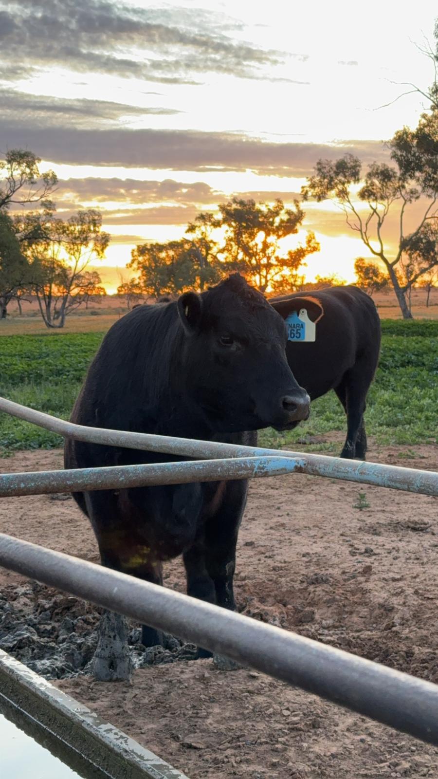 The Herd Online | 116 one mark Angus Heifers For Sale