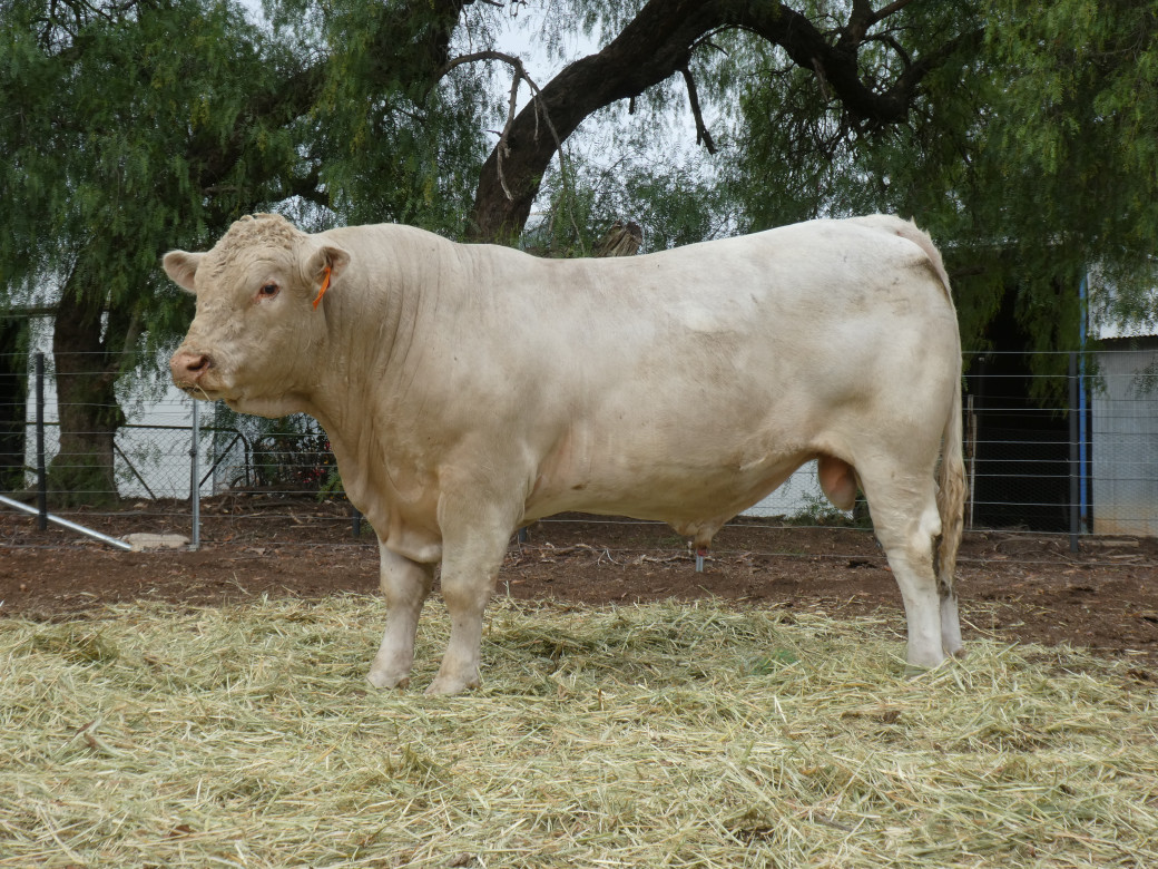 The Herd Online | Stud Charolais Bull