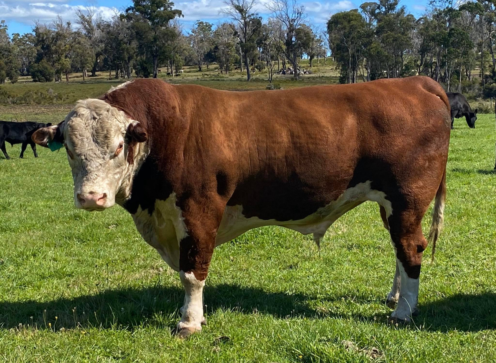 The Herd Online | 35 Angus Cows and Calves For Sale. Back with the bull!