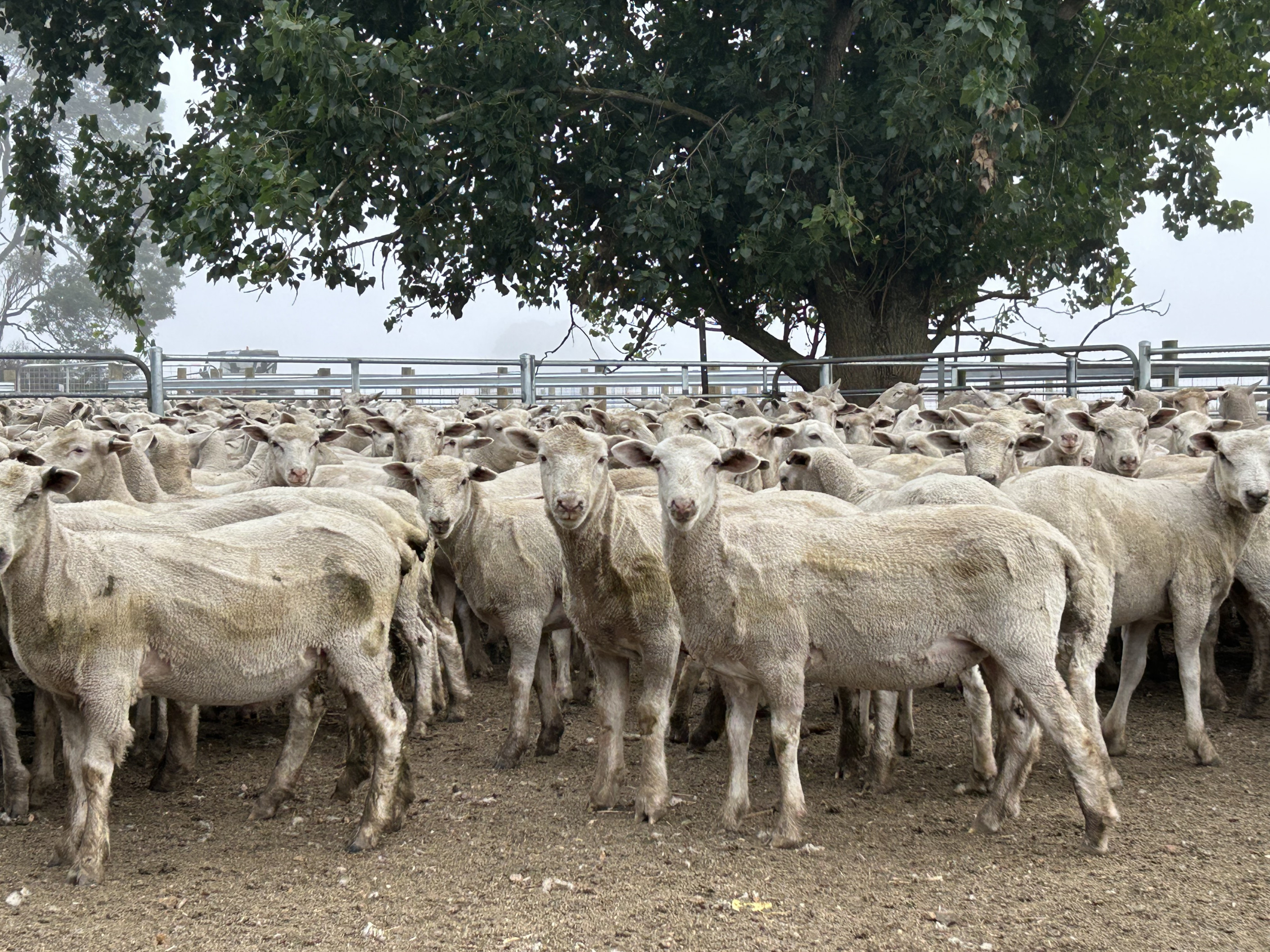 The Herd Online | Home