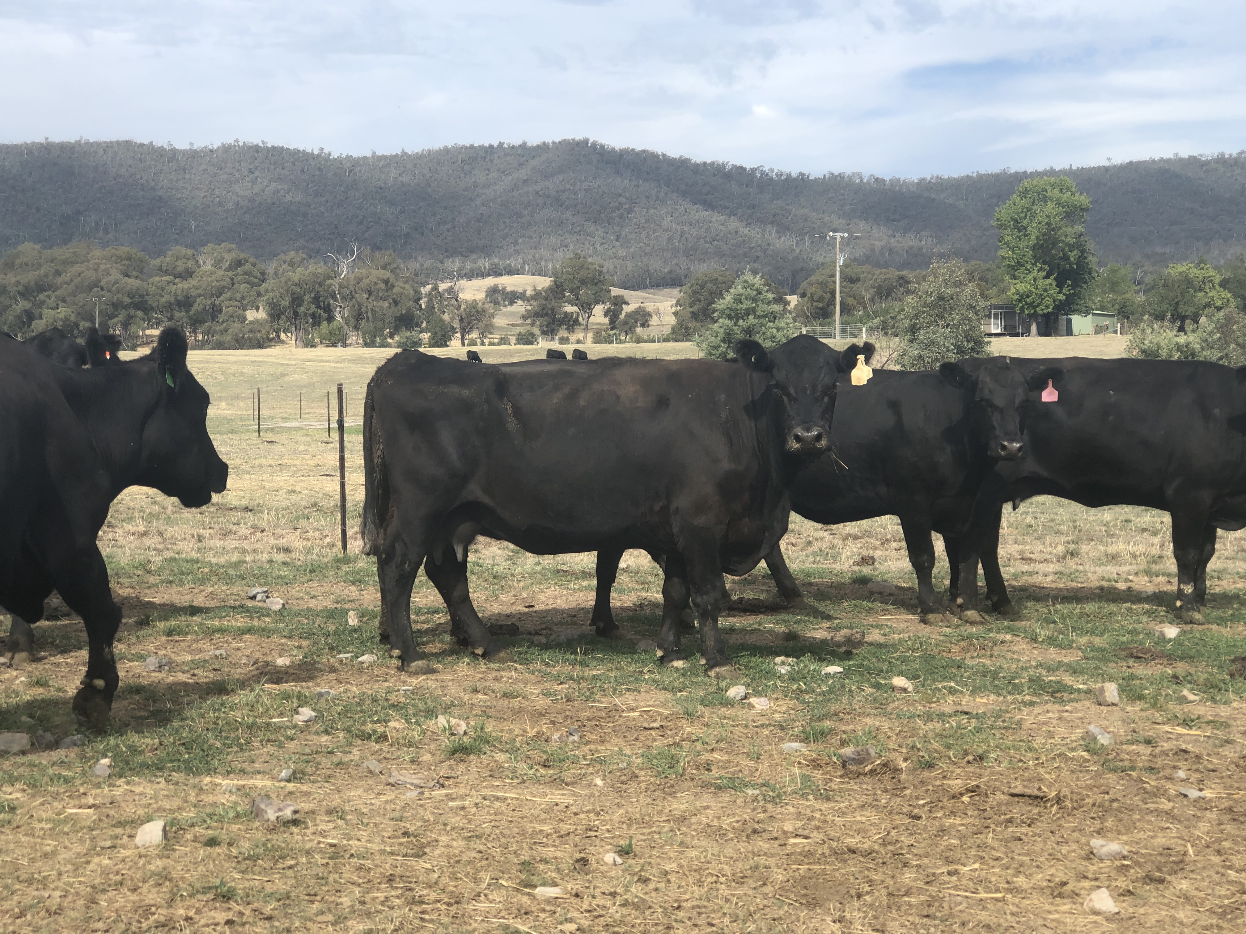 The Herd Online | 103 Rejoined Cows For Sale