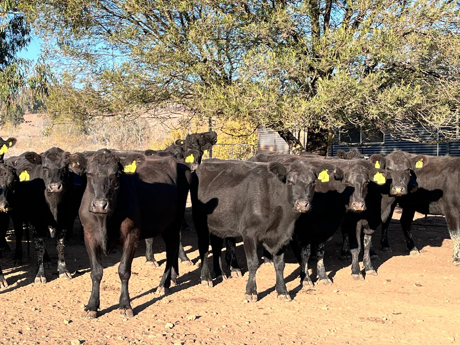 The Herd Online | 110 PTIC Angus Cows For Sale - 3rd Calvers