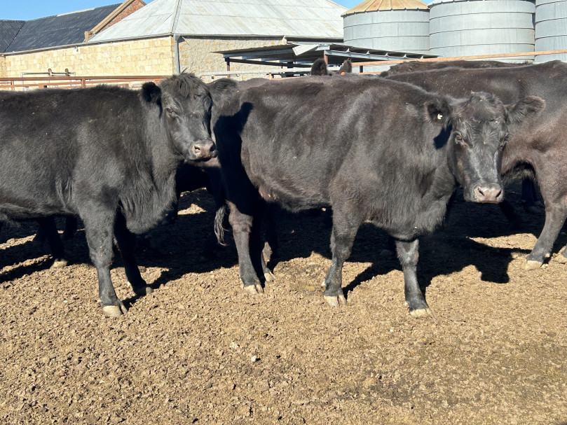 The Herd Online | Home