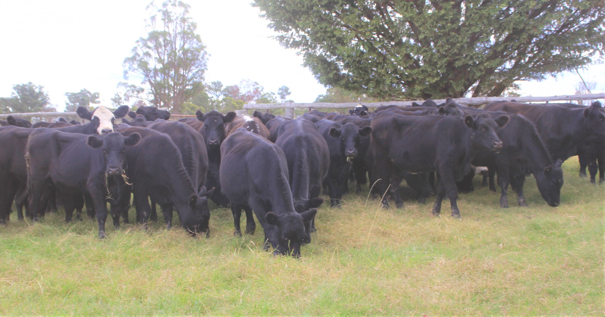 The Herd Online | 170 EU Angus & Angus Cross Heifers For Sale