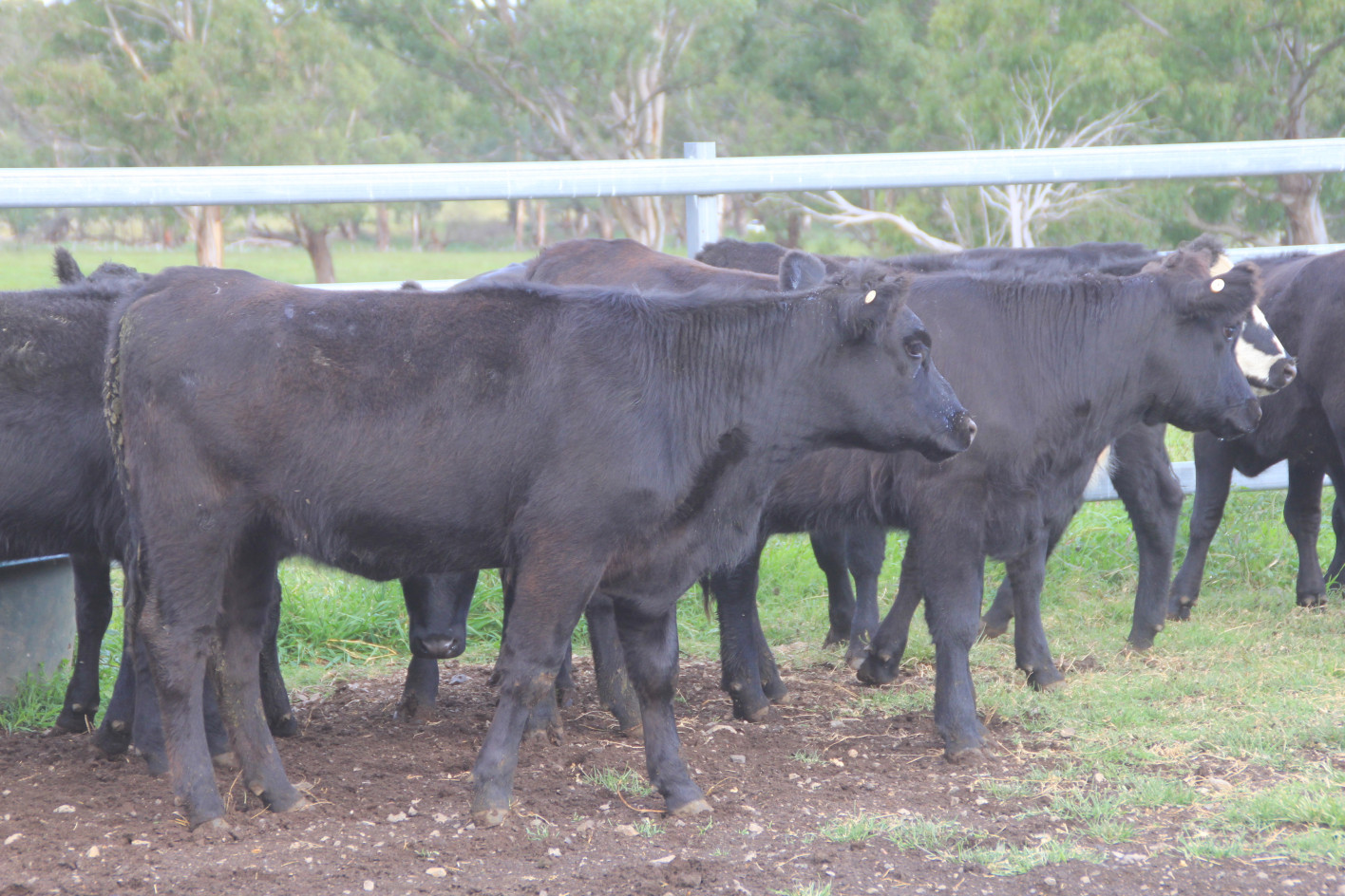 The Herd Online | 170 EU Angus & Angus Cross Heifers For Sale