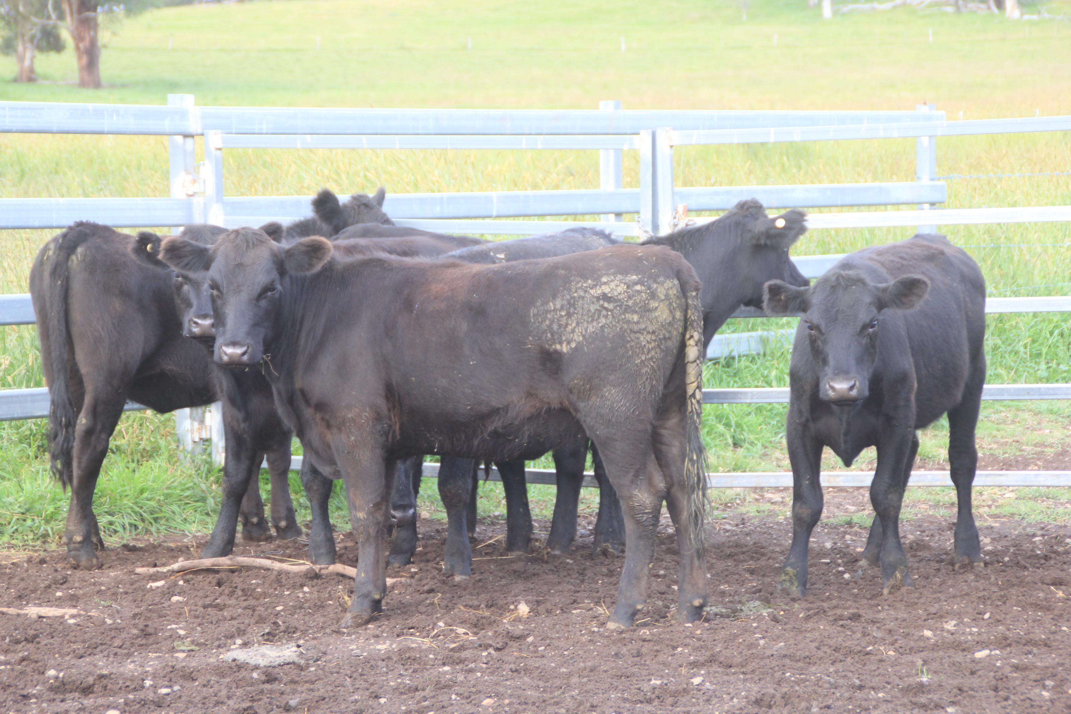 The Herd Online | 170 EU Angus & Angus Cross Heifers For Sale