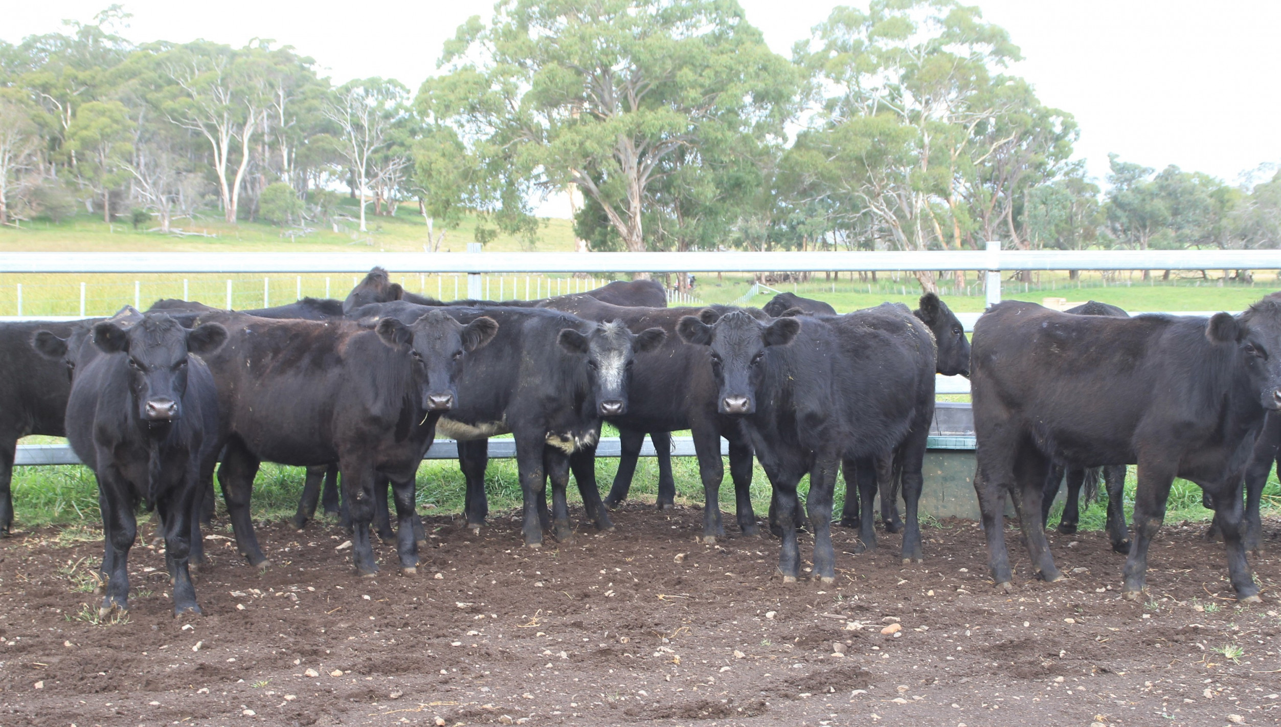 The Herd Online | 170 EU Angus & Angus Cross Heifers For Sale