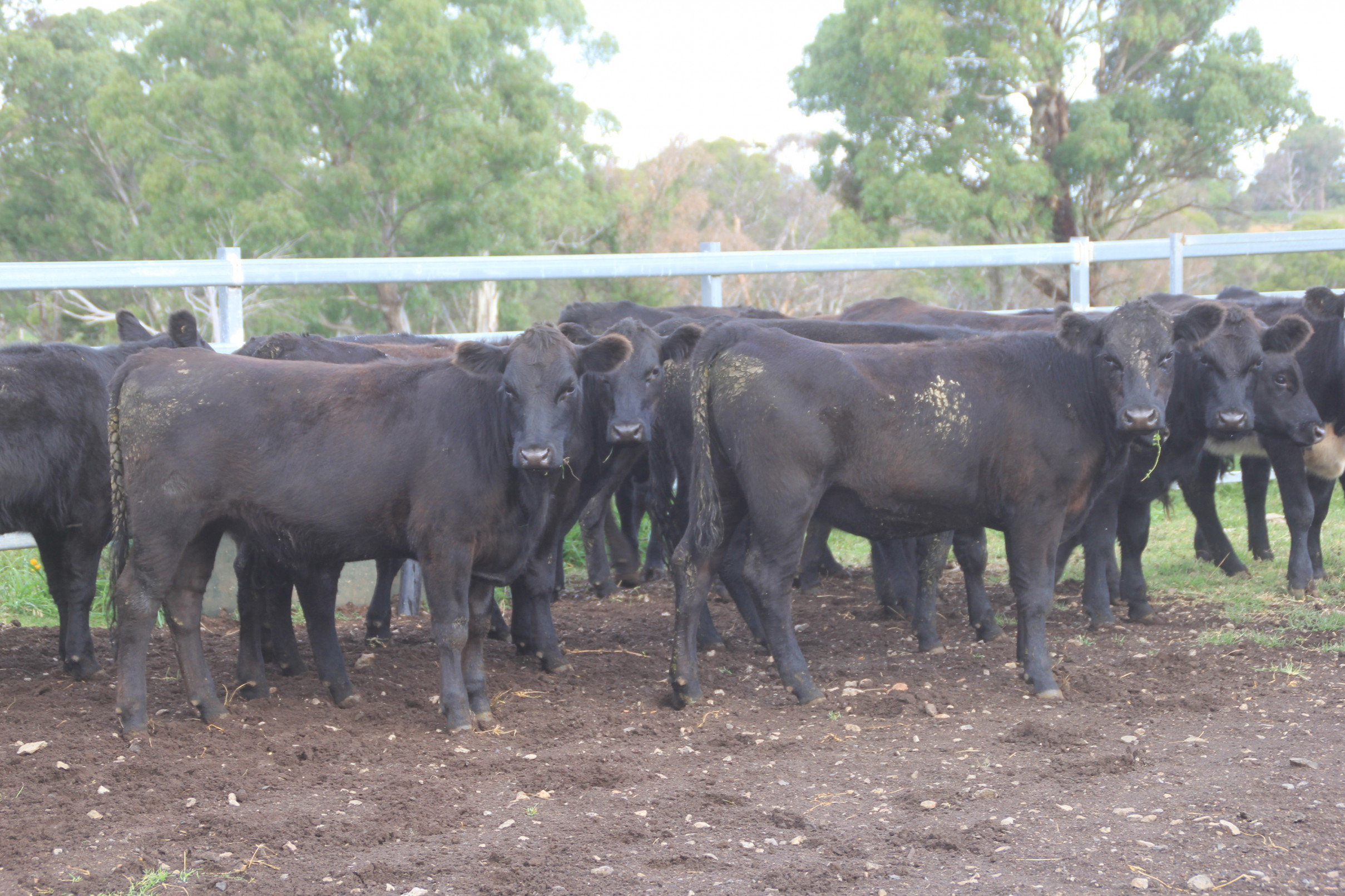 The Herd Online | 170 EU Angus & Angus Cross Heifers For Sale