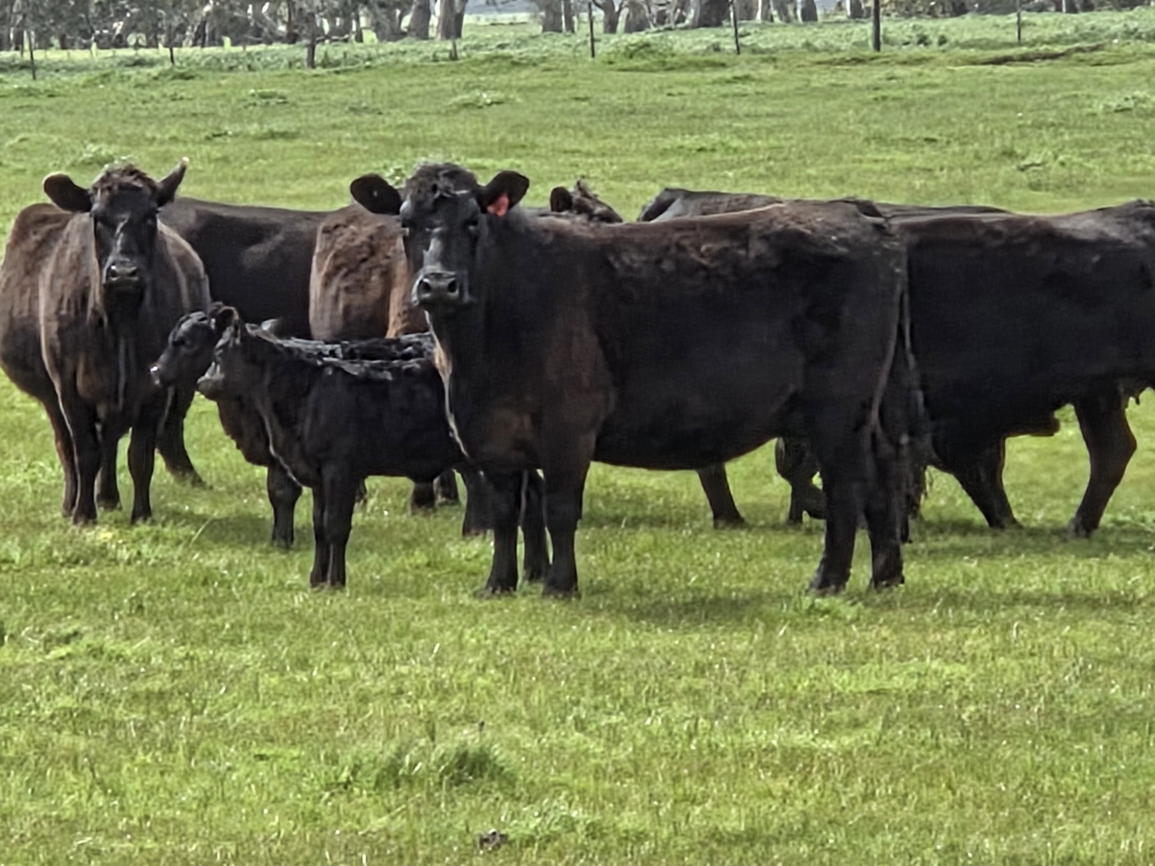 The Herd Online | 31 X 31 Angus Cows with Angus Calf at foot.