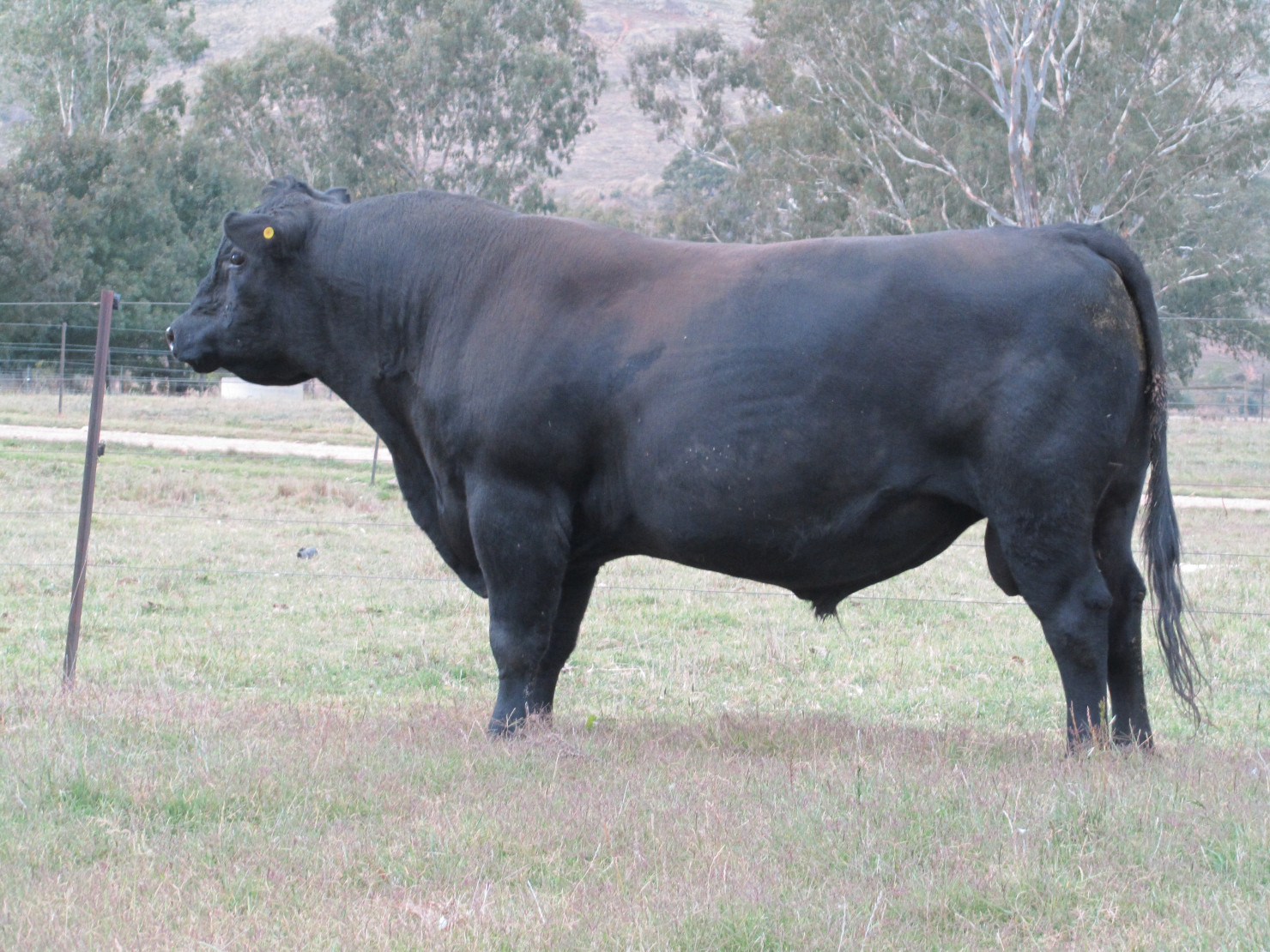 The Herd Online | Angus Bull