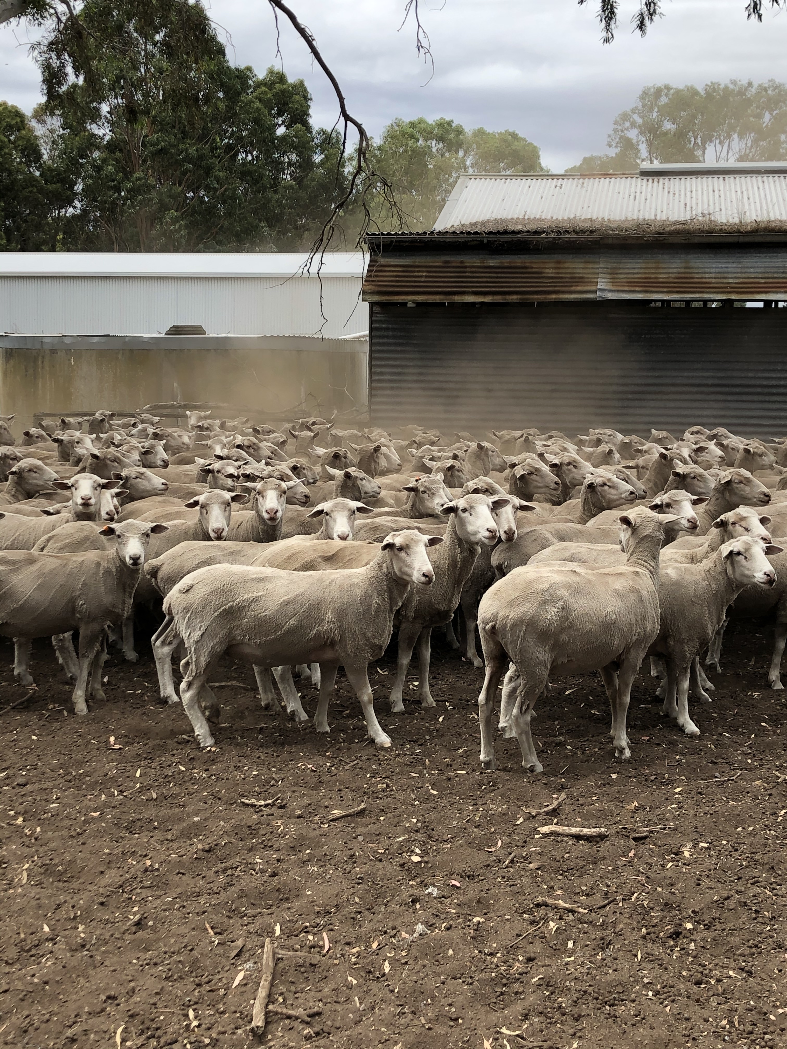 The Herd Online | 255 1st x ewes (white Suffolk/ Merino x) 2017 Drop ...