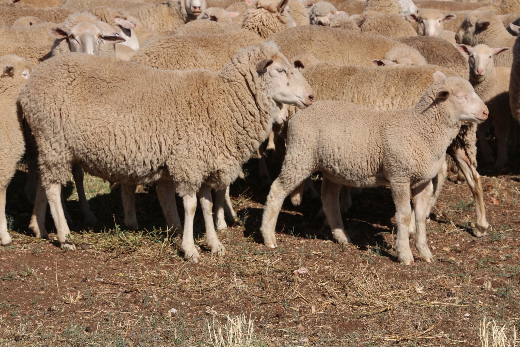 The Herd Online | 300 1st CROSS EWES WITH 330 2ND X LAMBS AT FOOT FOR SALE