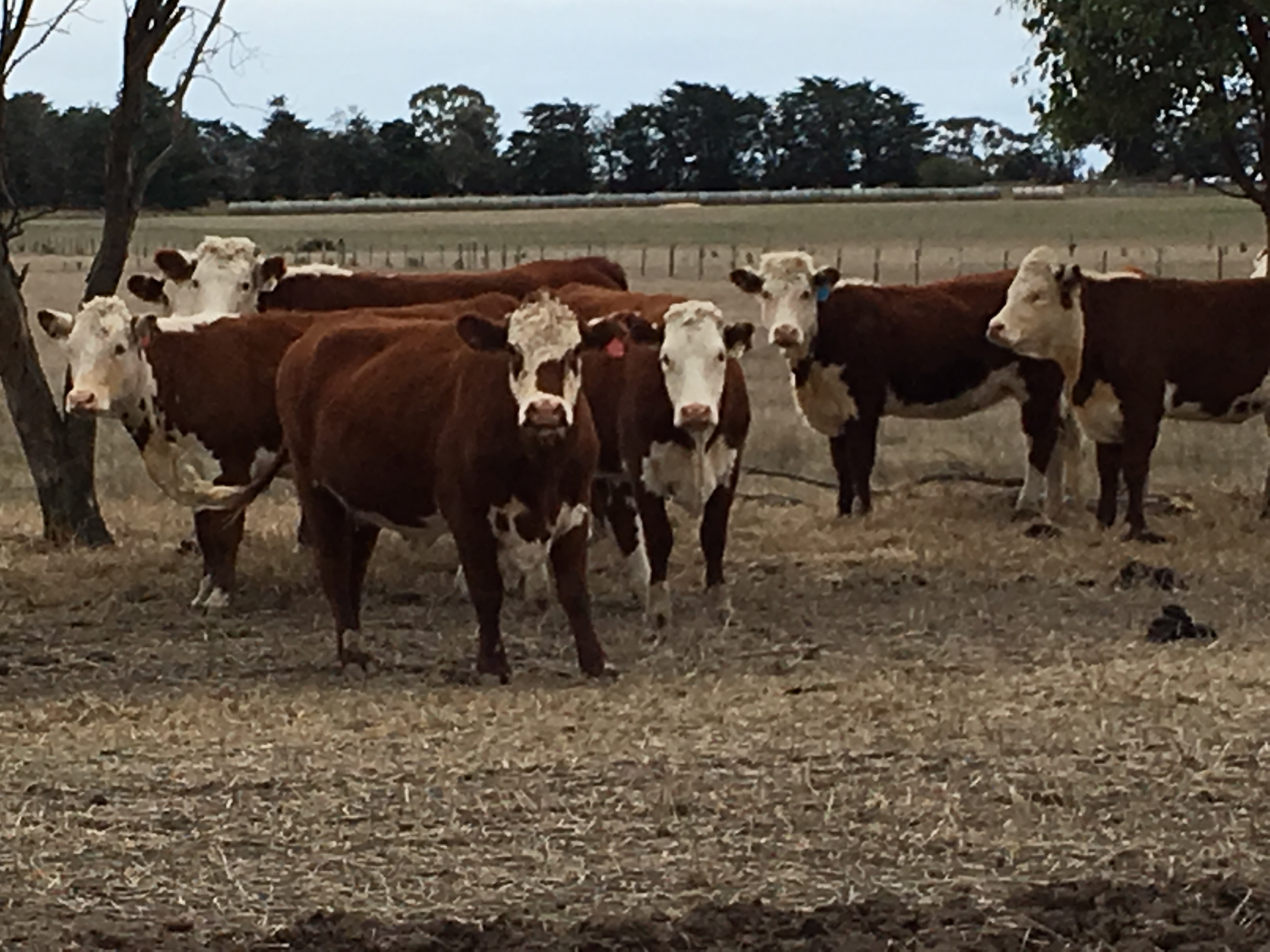 The Herd Online | 25 PTIC Hereford Cows For Sale