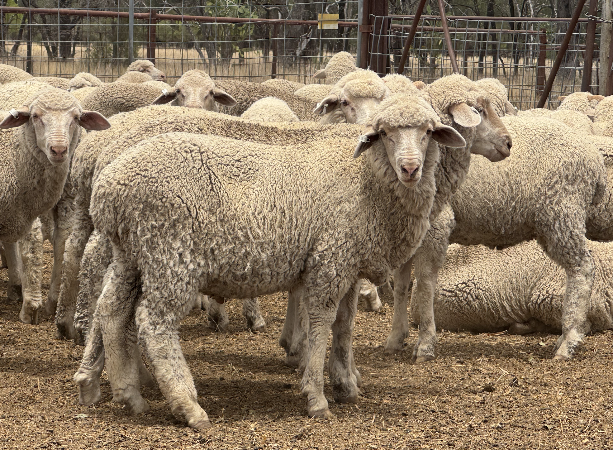 The Herd Online | 1020 Merino Wether Lambs For Sale
