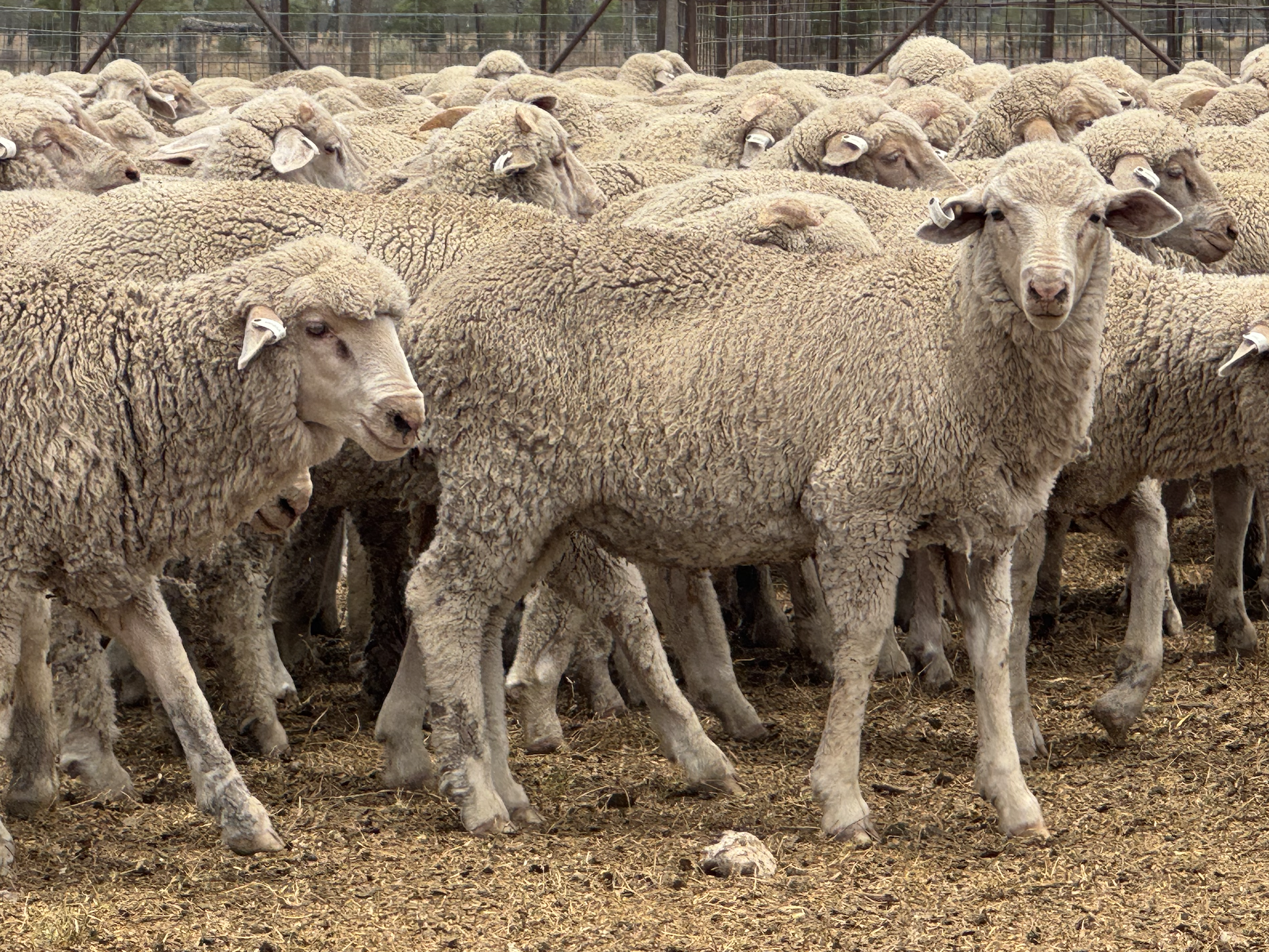 The Herd Online | 1020 Merino Wether Lambs For Sale