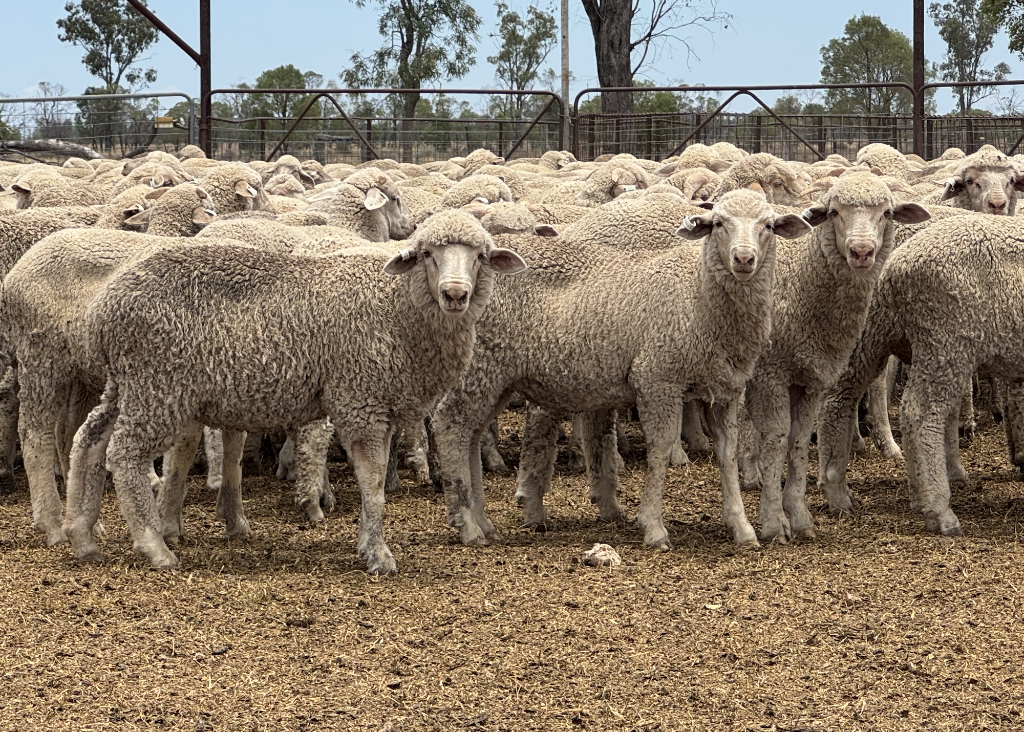 The Herd Online | 1020 Merino Wether Lambs For Sale