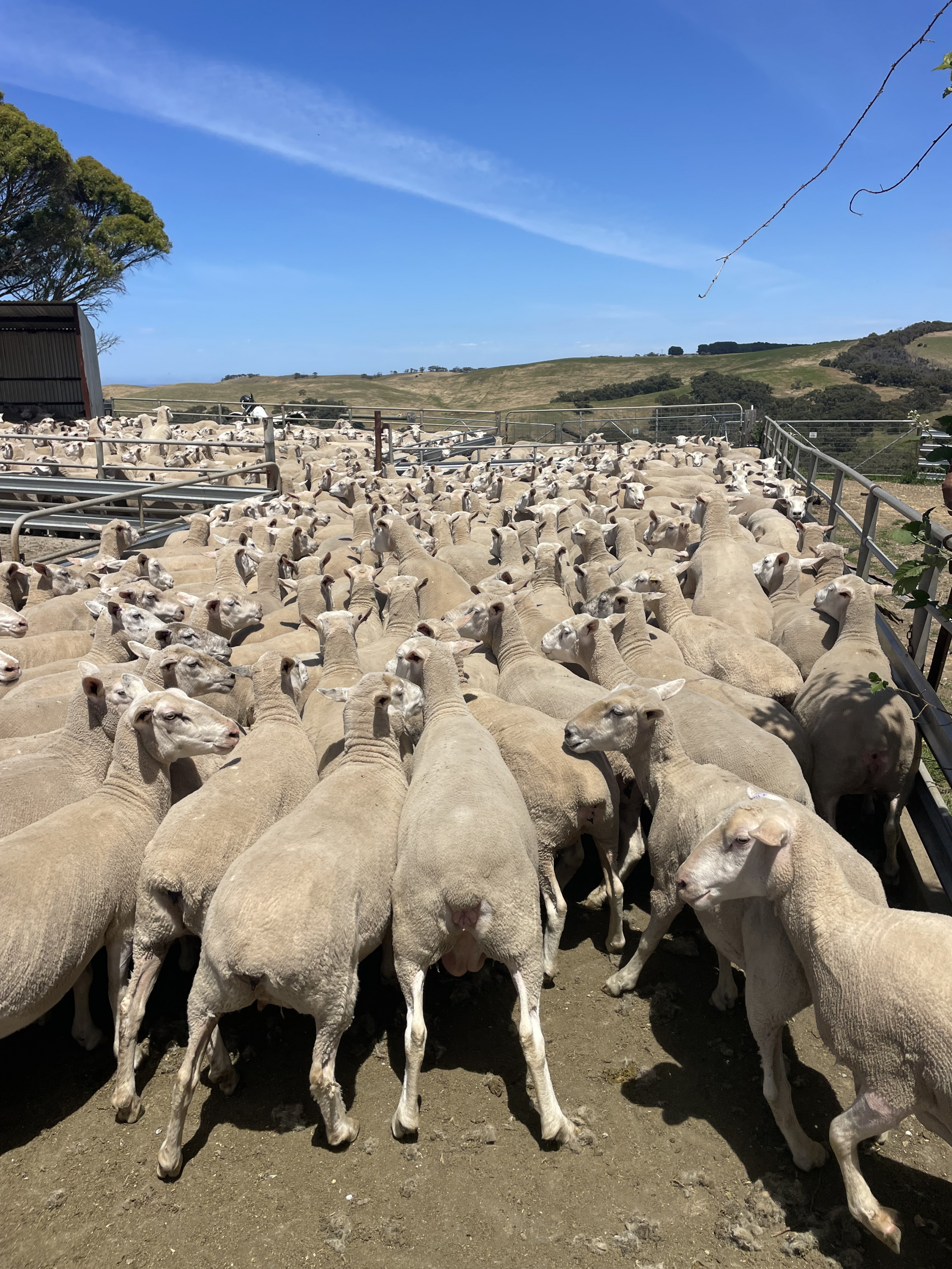 The Herd Online | Home