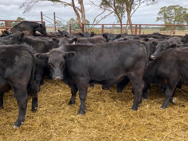 The Herd Online | 165 Angus Steers For Sale